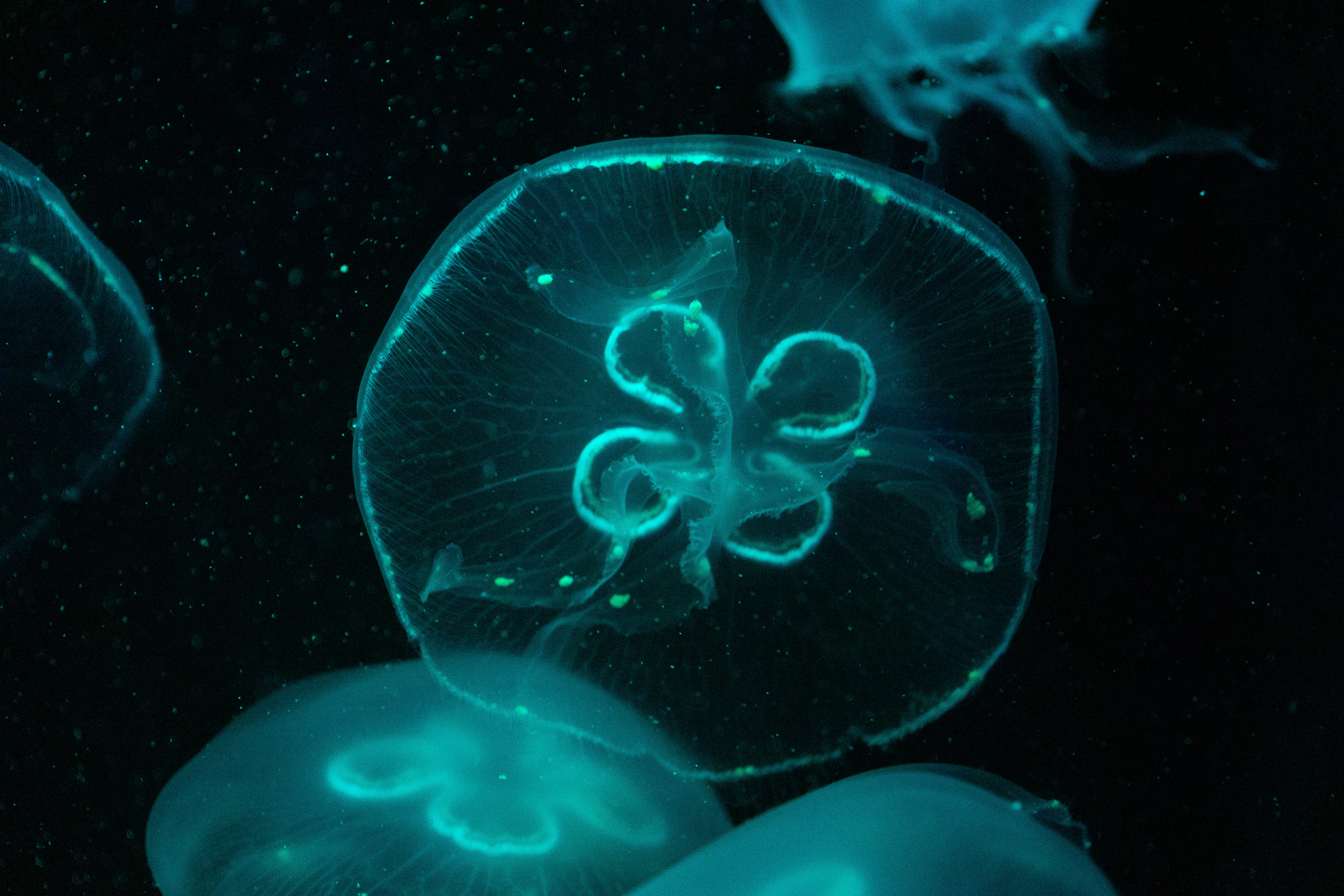 Cyan Halo in the Abyss: A Cross-Shaped Jellyfish Illuminates the Deep