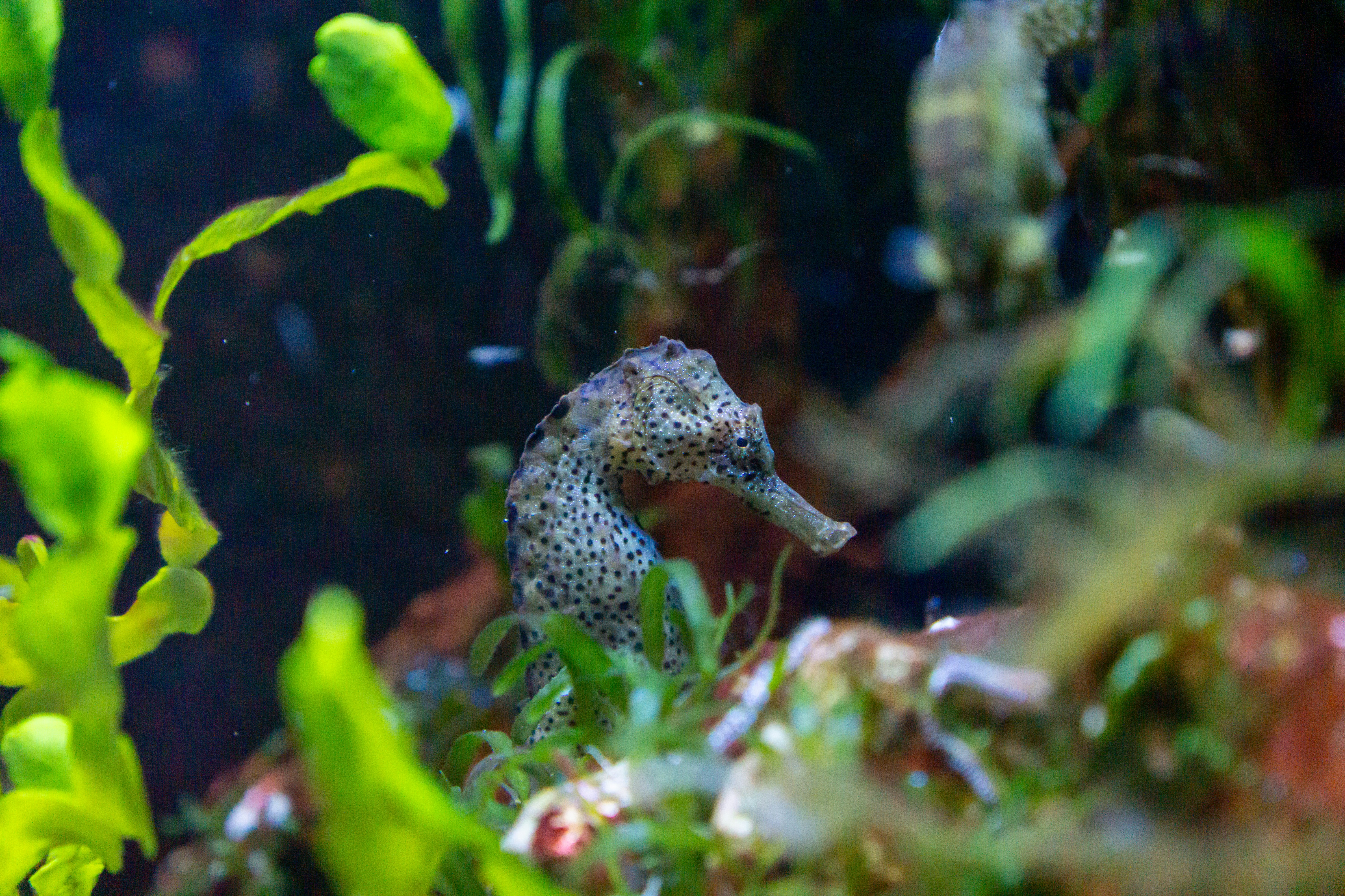 Un caballito de mar en un acuario mirando algo foto – Imagen de Animal ...