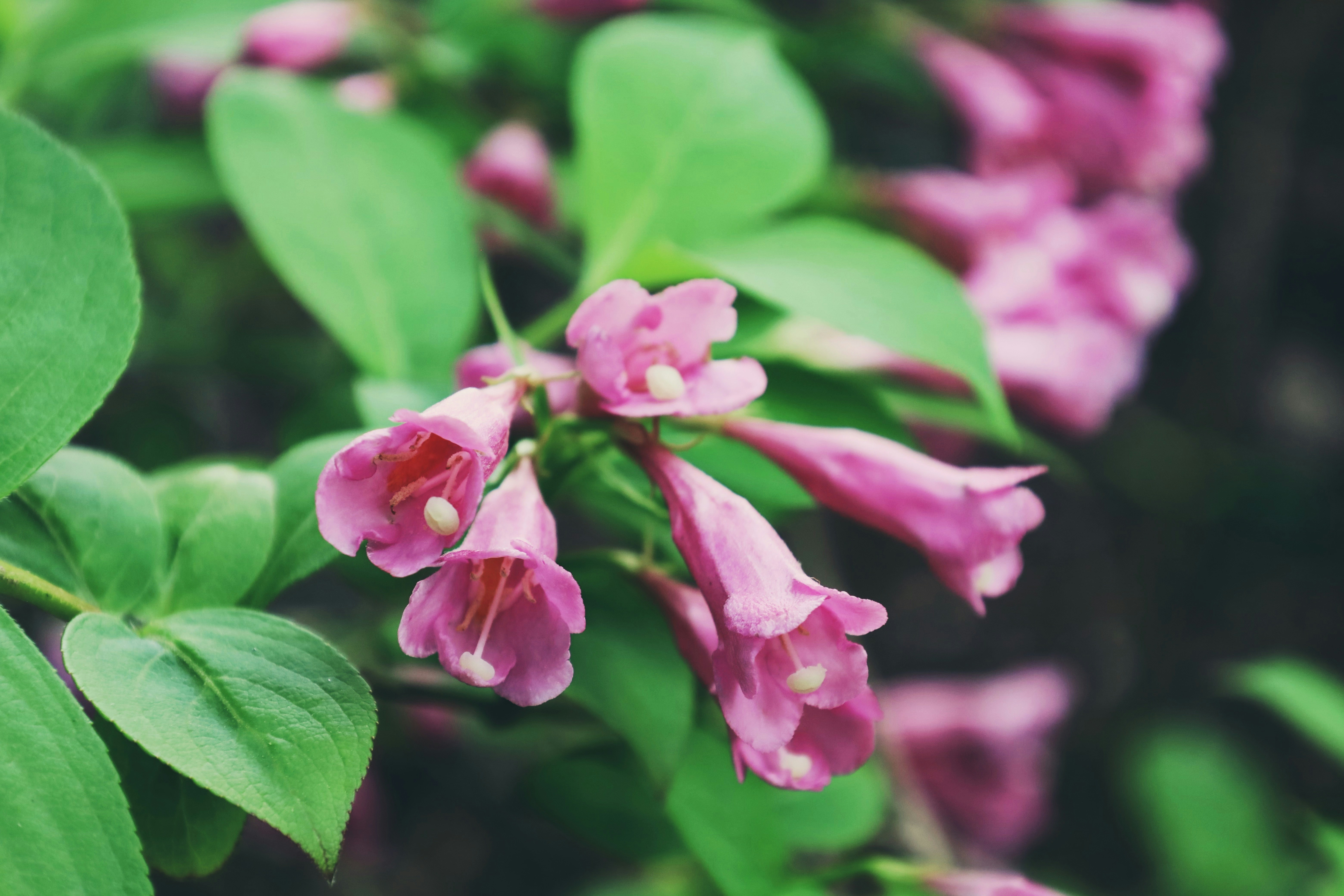 Petaled Pulse: Pink Bellflowers in Quiet Bokeh