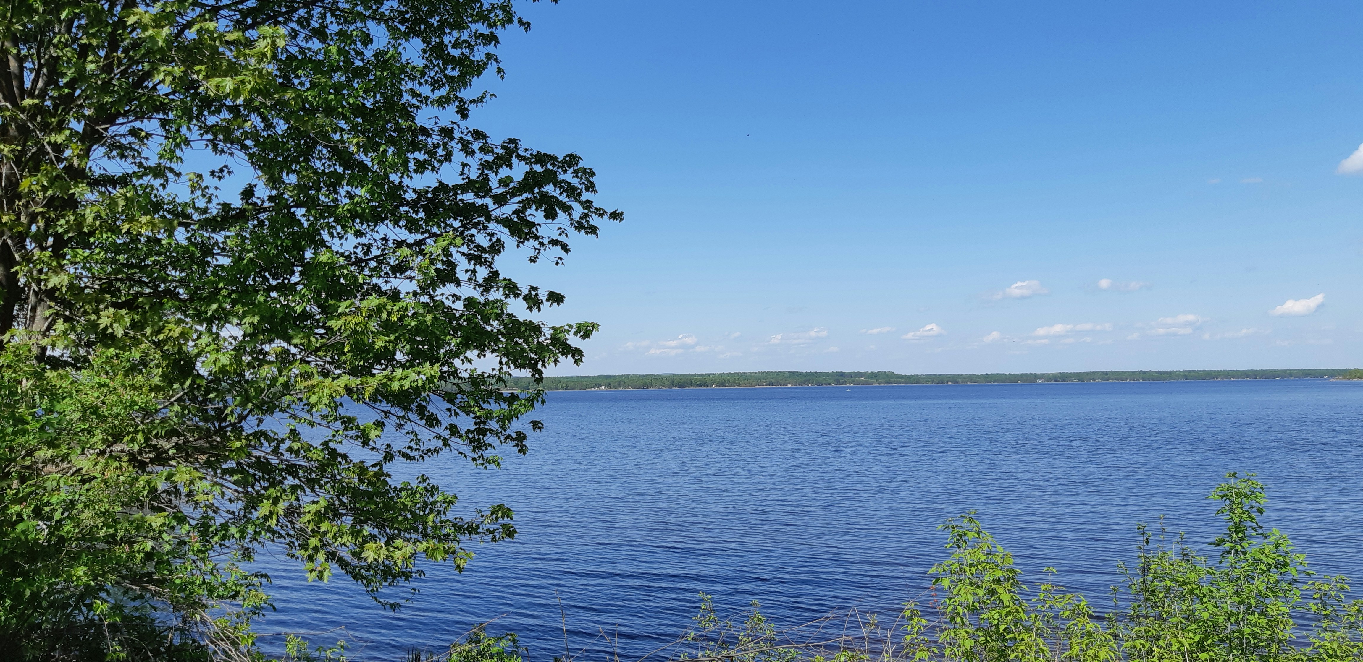 Tranquil lake view bordered by lush green trees under a clear blue sky.