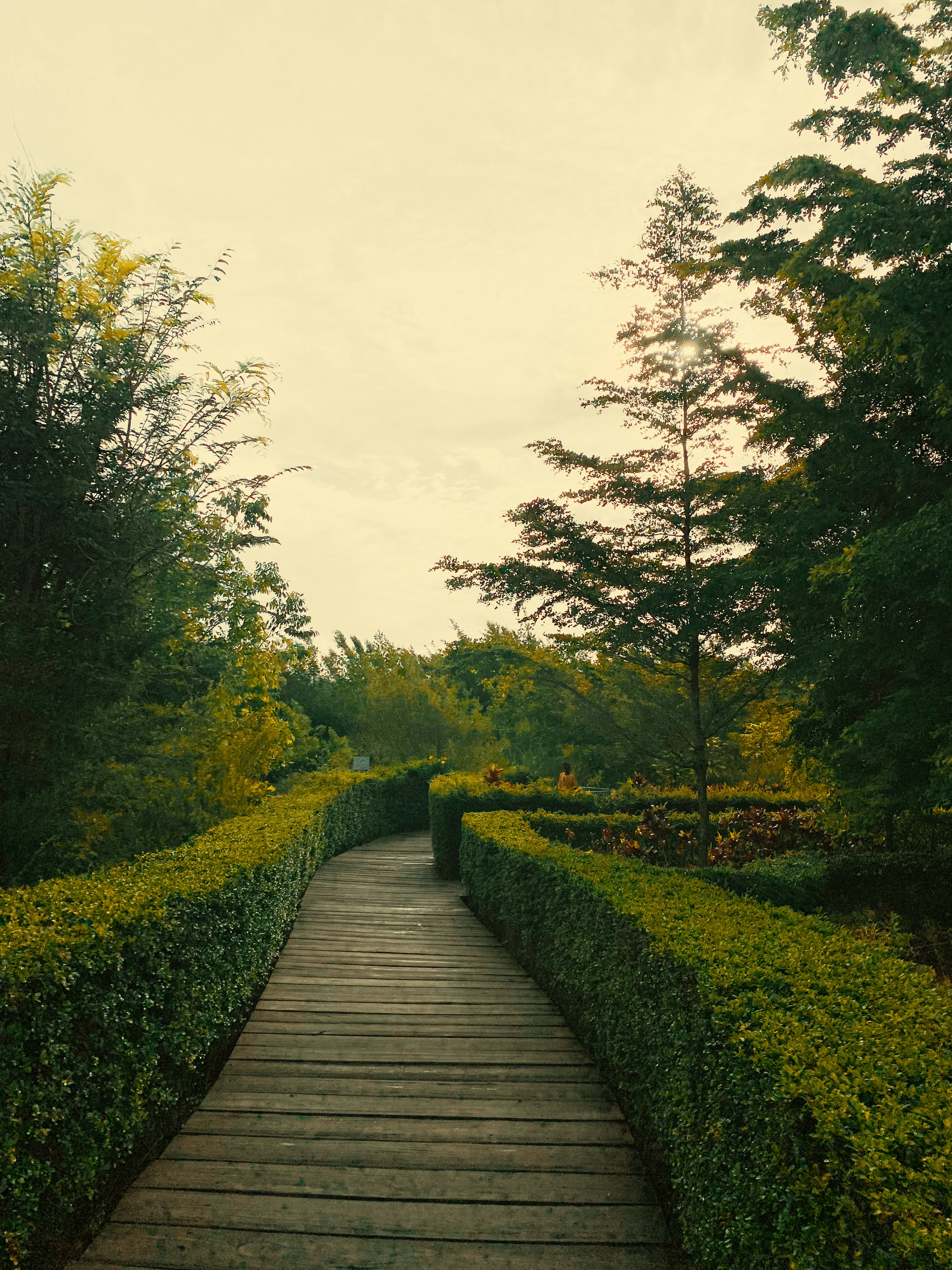 Sunlit Hedgeway: A Garden Path Leading Toward Quiet, Golden Light