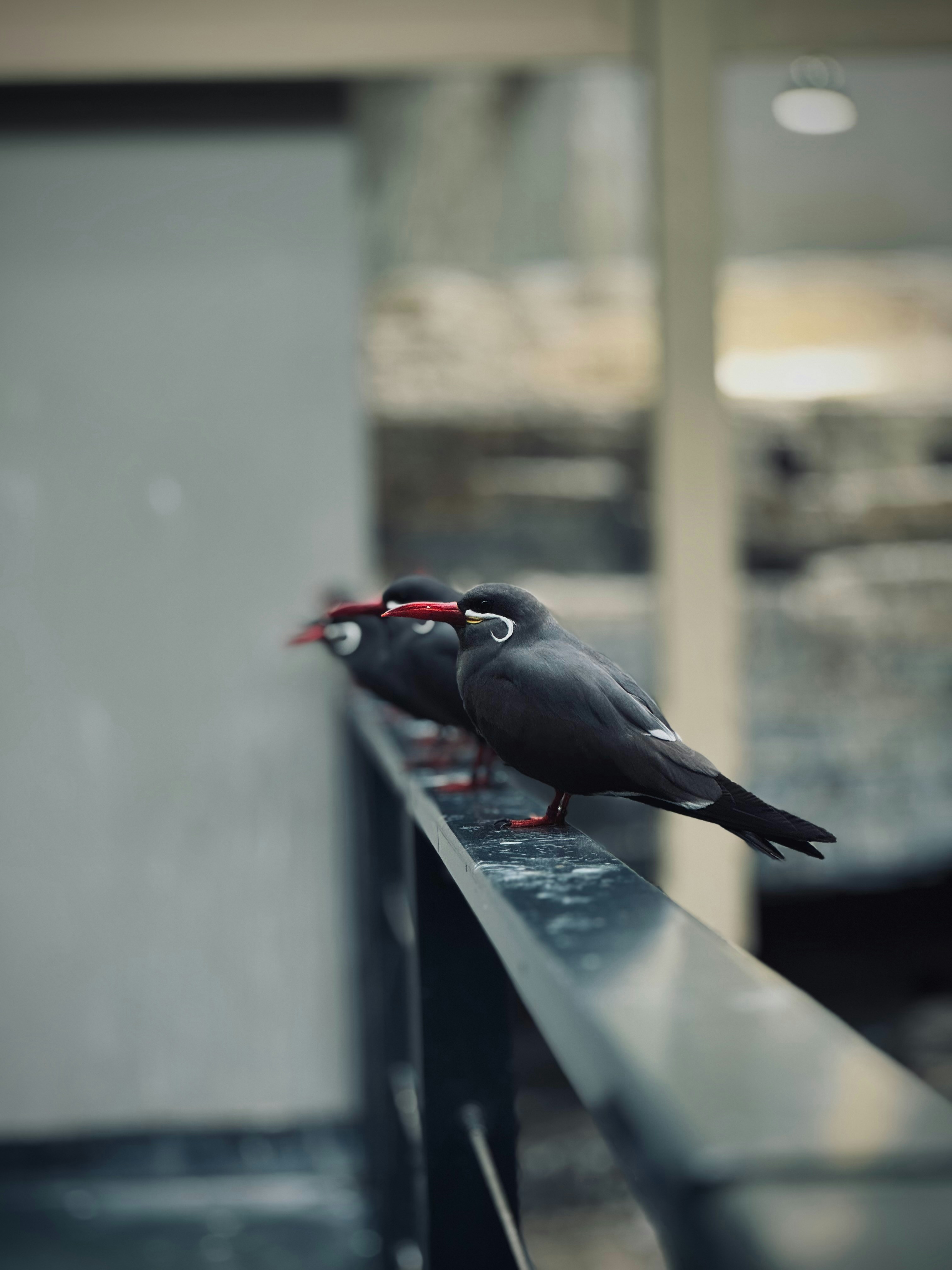 Scarlet-Beaked Perchers on a City Rail