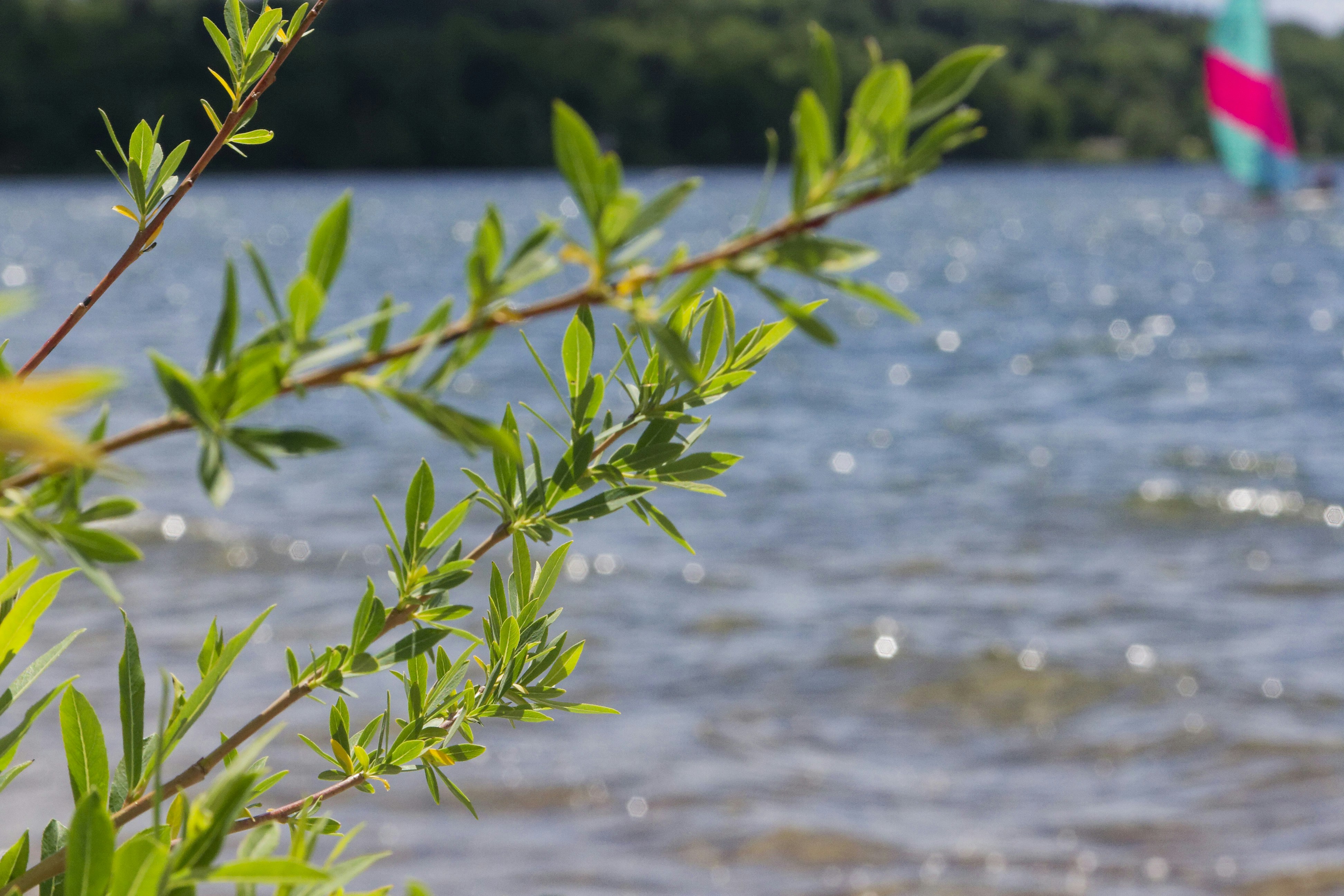 Green Sprigs by the Lake: A Quiet Foreground in Focus