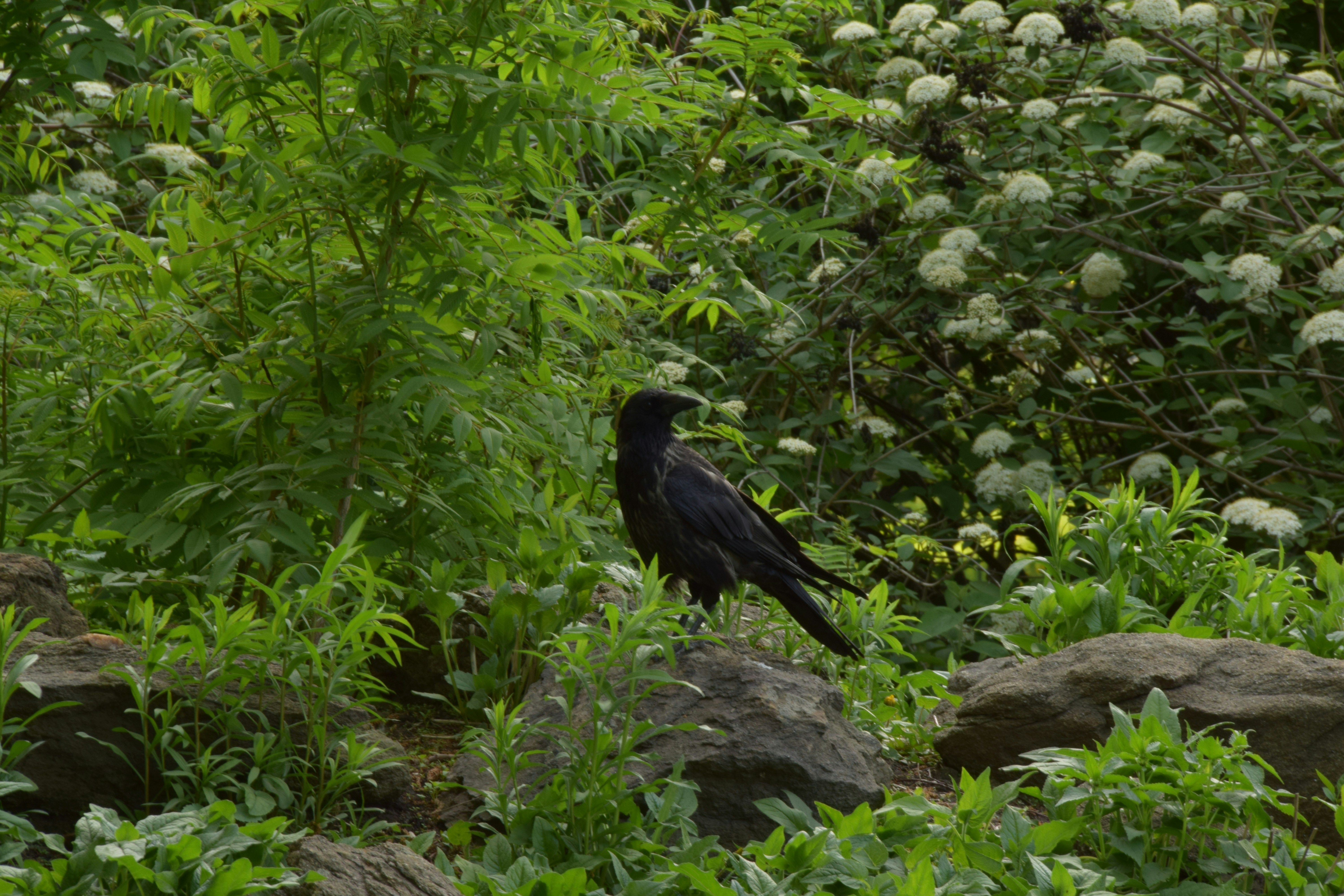 Photo by Marina Lambreht with Nikon D3300