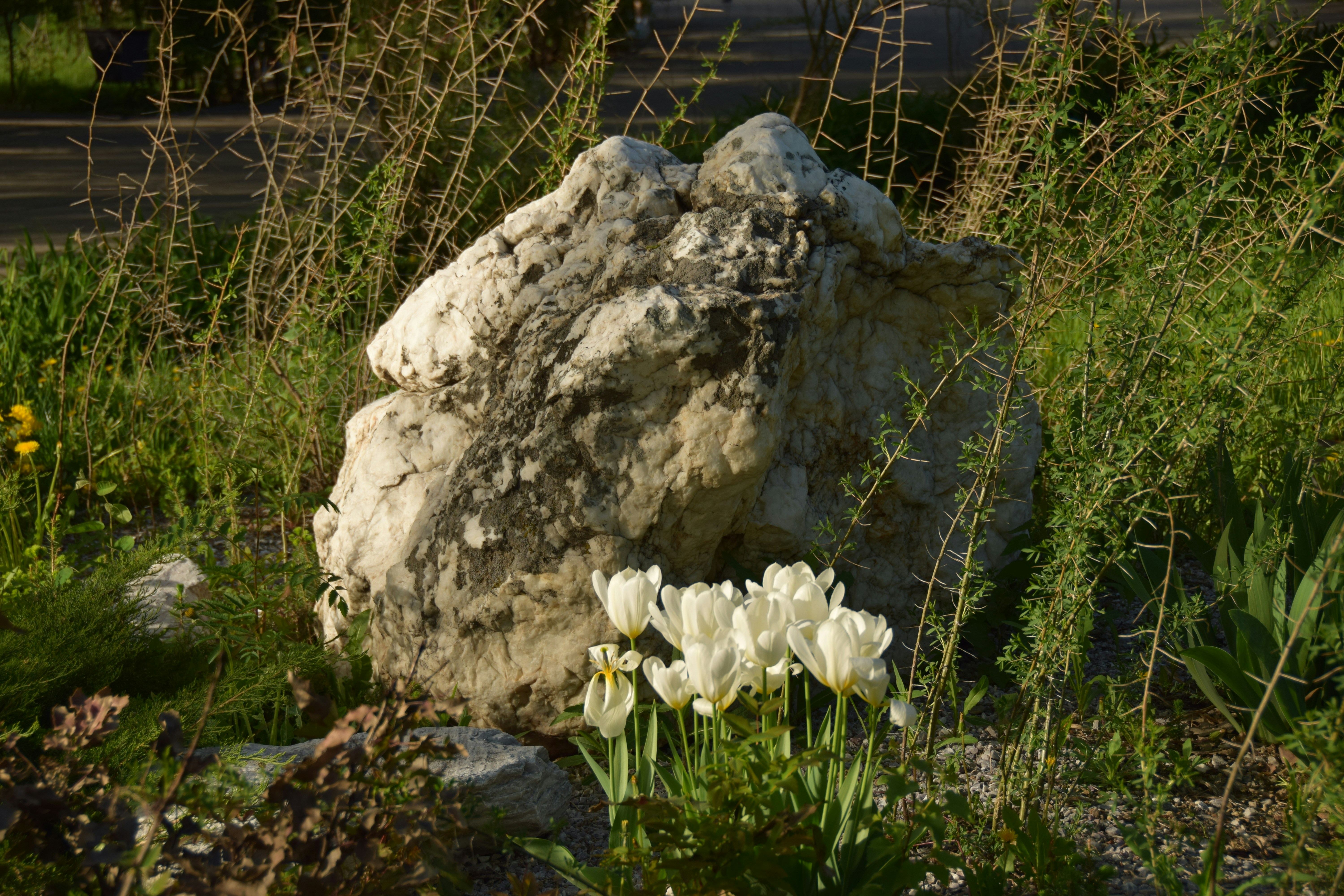 Tulips Beneath a Weathered Boulder in Quiet Sunlight