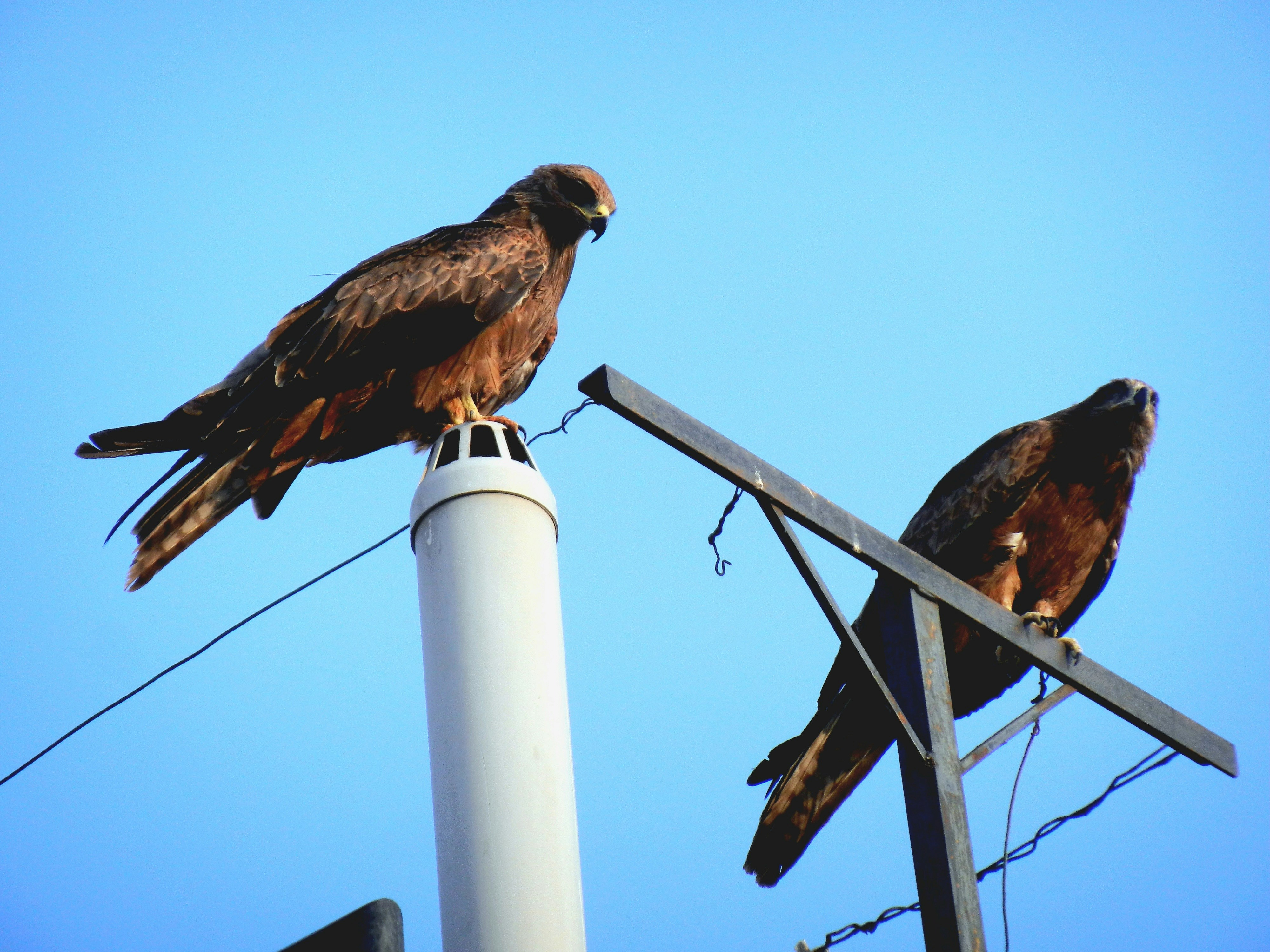 Two hawks perched atop poles against a clear blue sky, observing their surroundings.