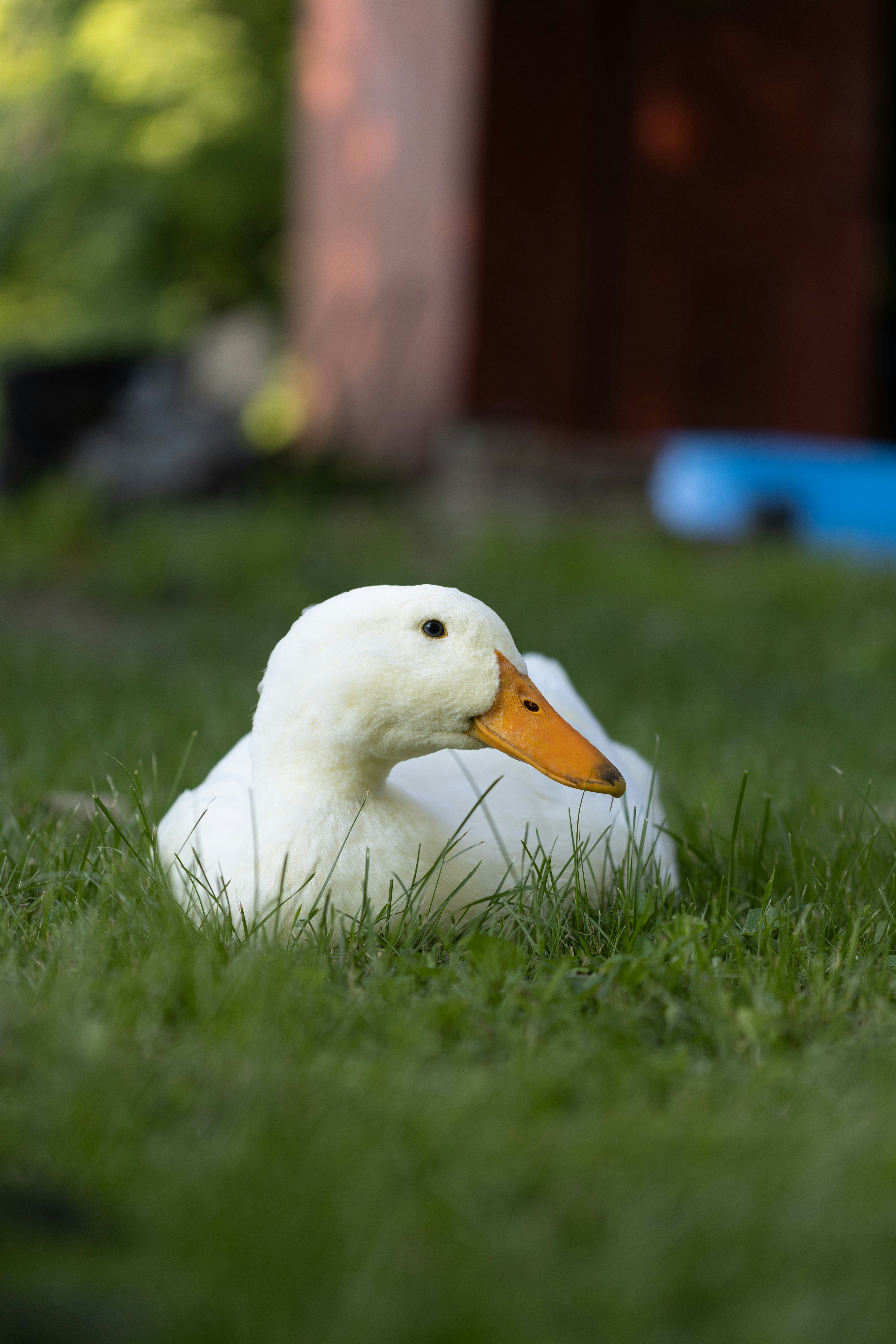 Um pato branco sentado na grama ao lado de um prédio foto – Imagem ...