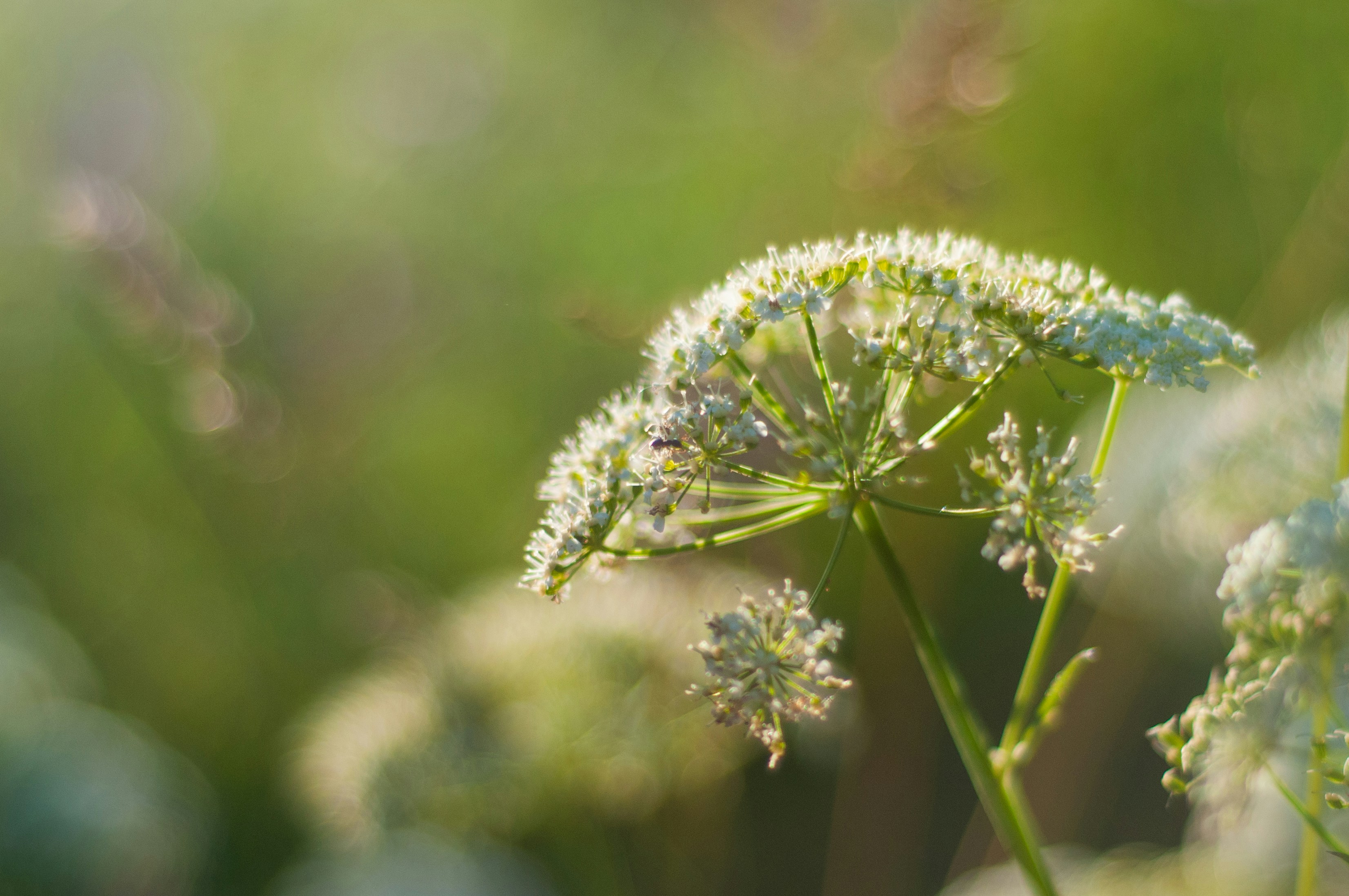 a close up of a flower with a blurry background