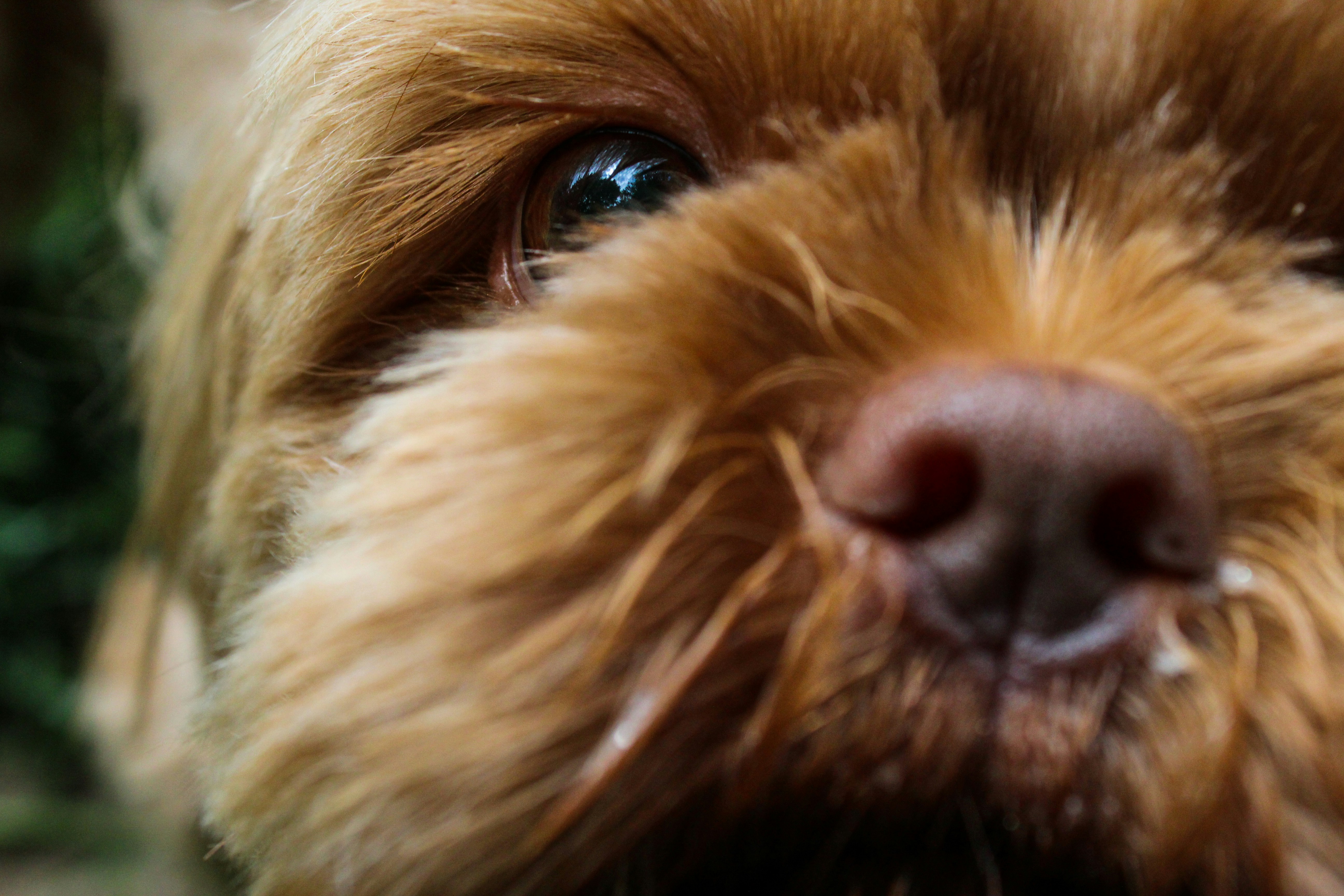 A close up of a brown dog's face photo – Free Brown Image on Unsplash