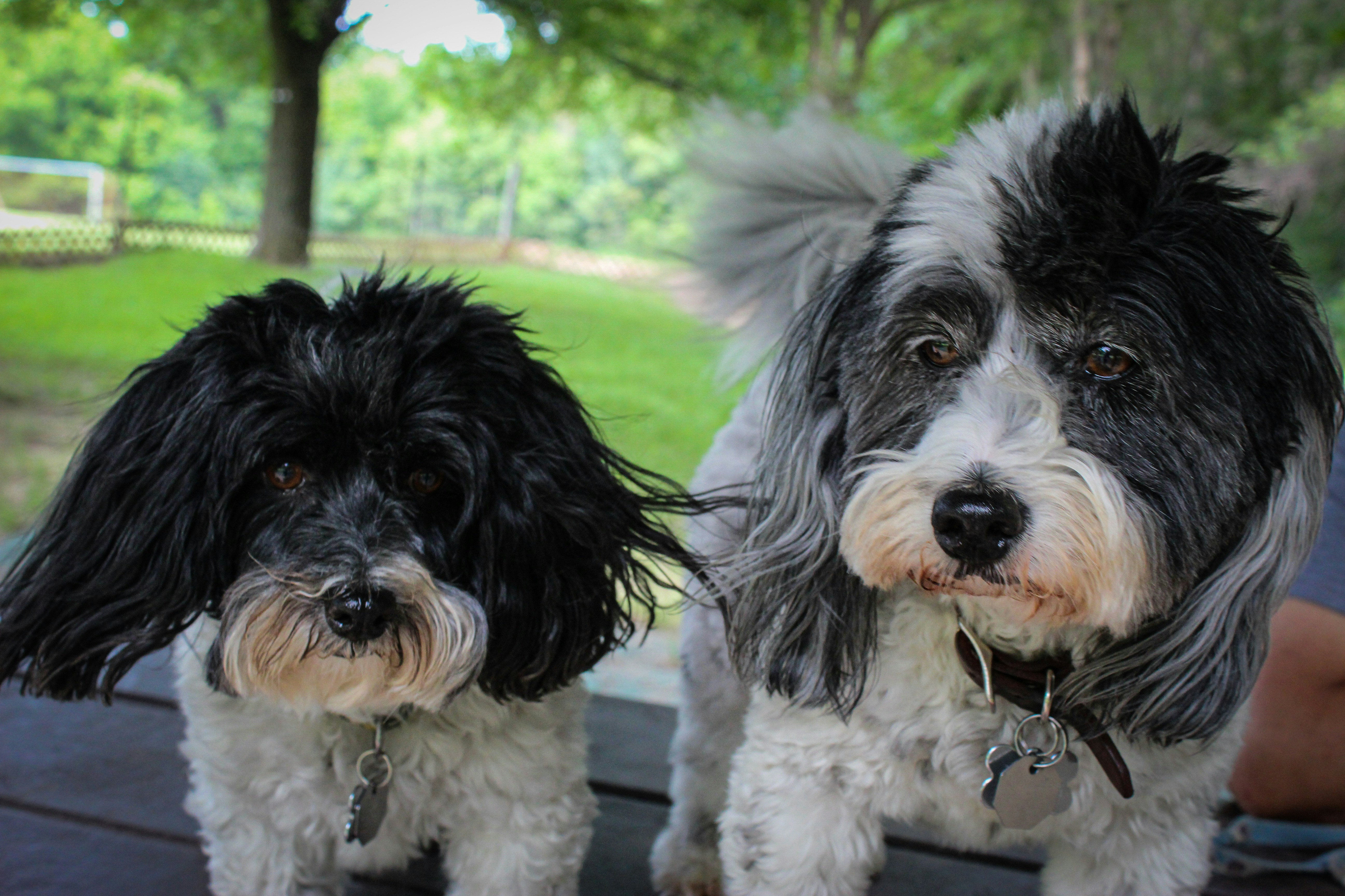 Two black and white dogs standing next to each other photo – Free Usa ...