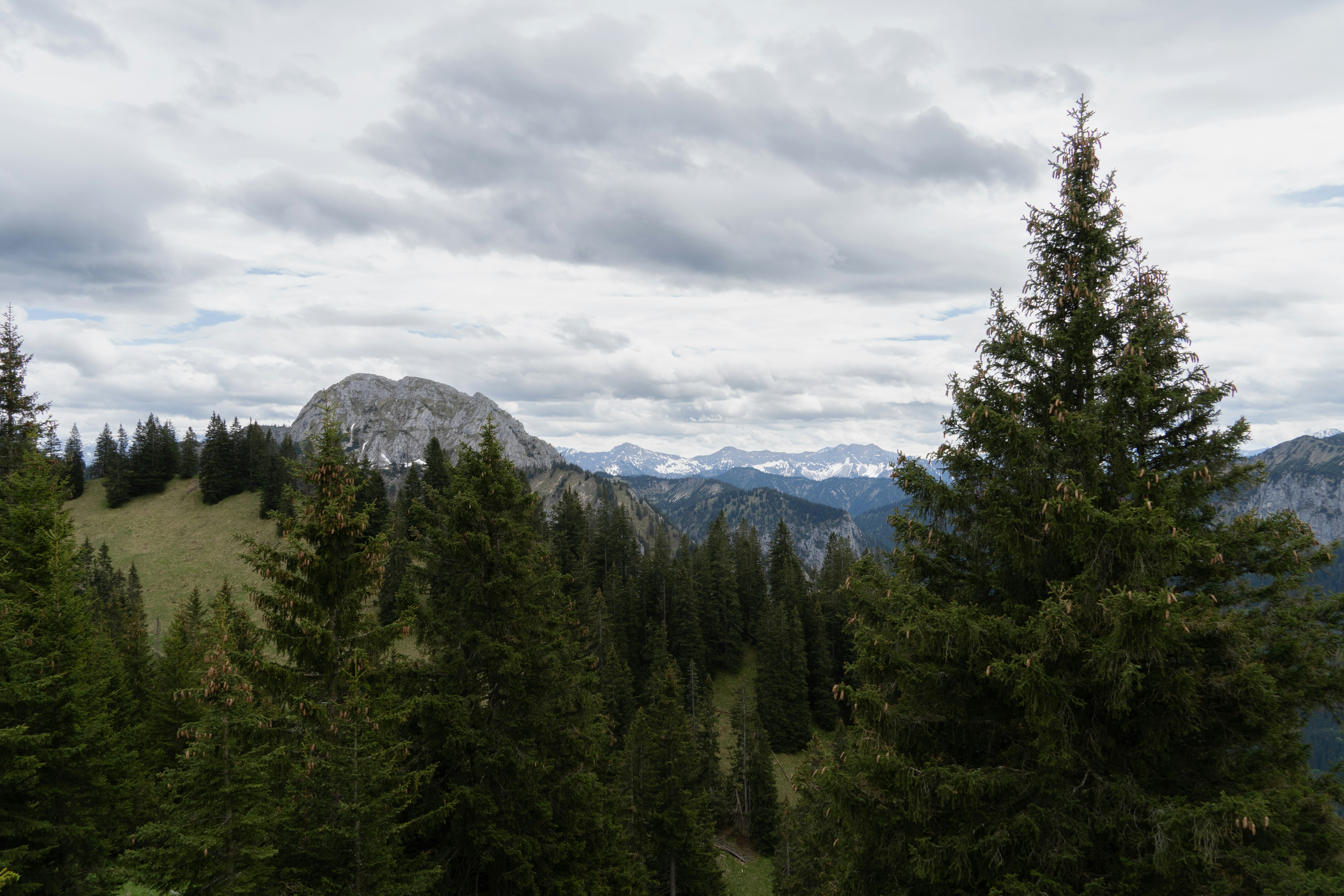 Conifer Veil Over Alpine Ridge Beneath a Cloudy Sky