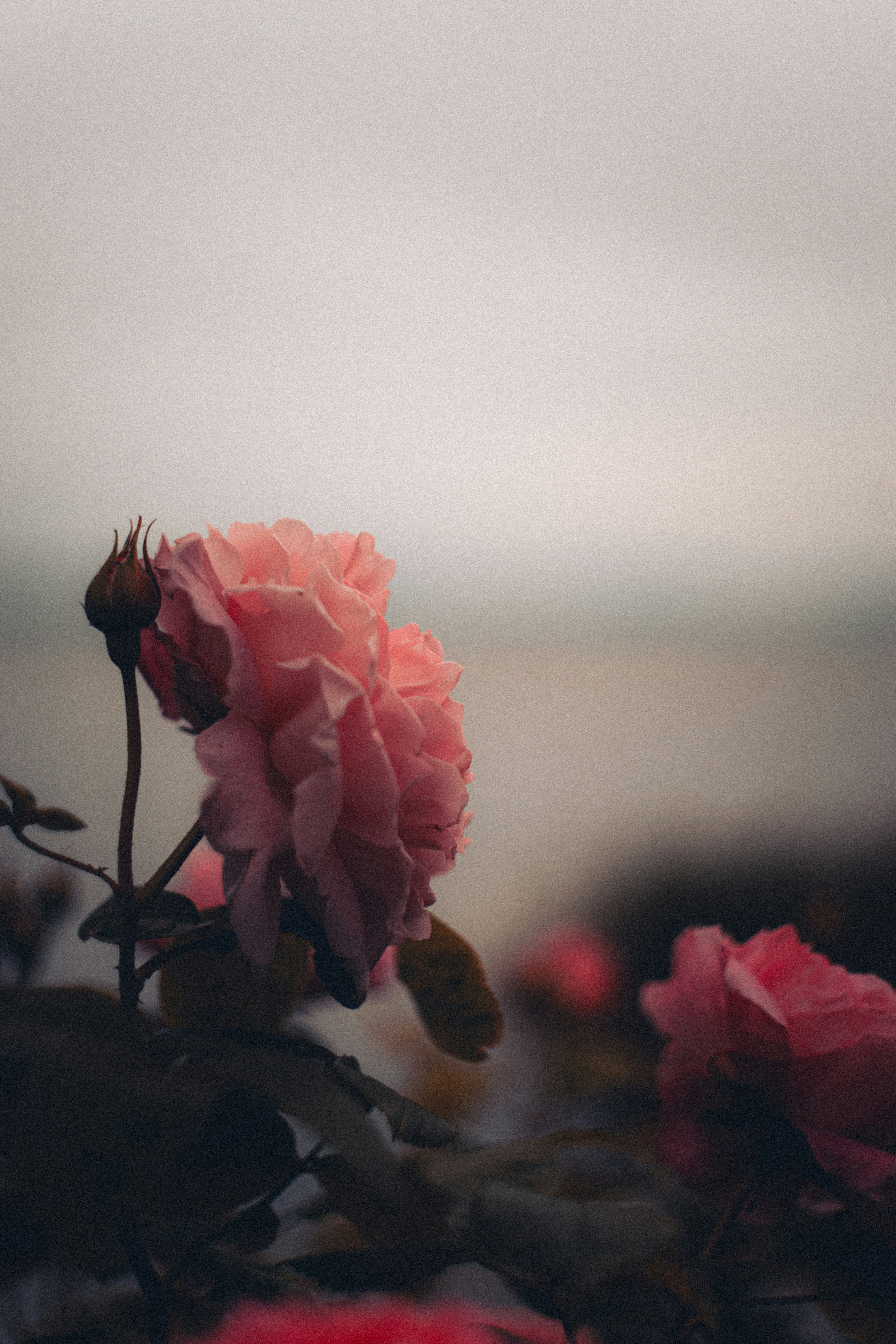 Pink Rose in Velvet Focus Against a Hazy Seashore Horizon