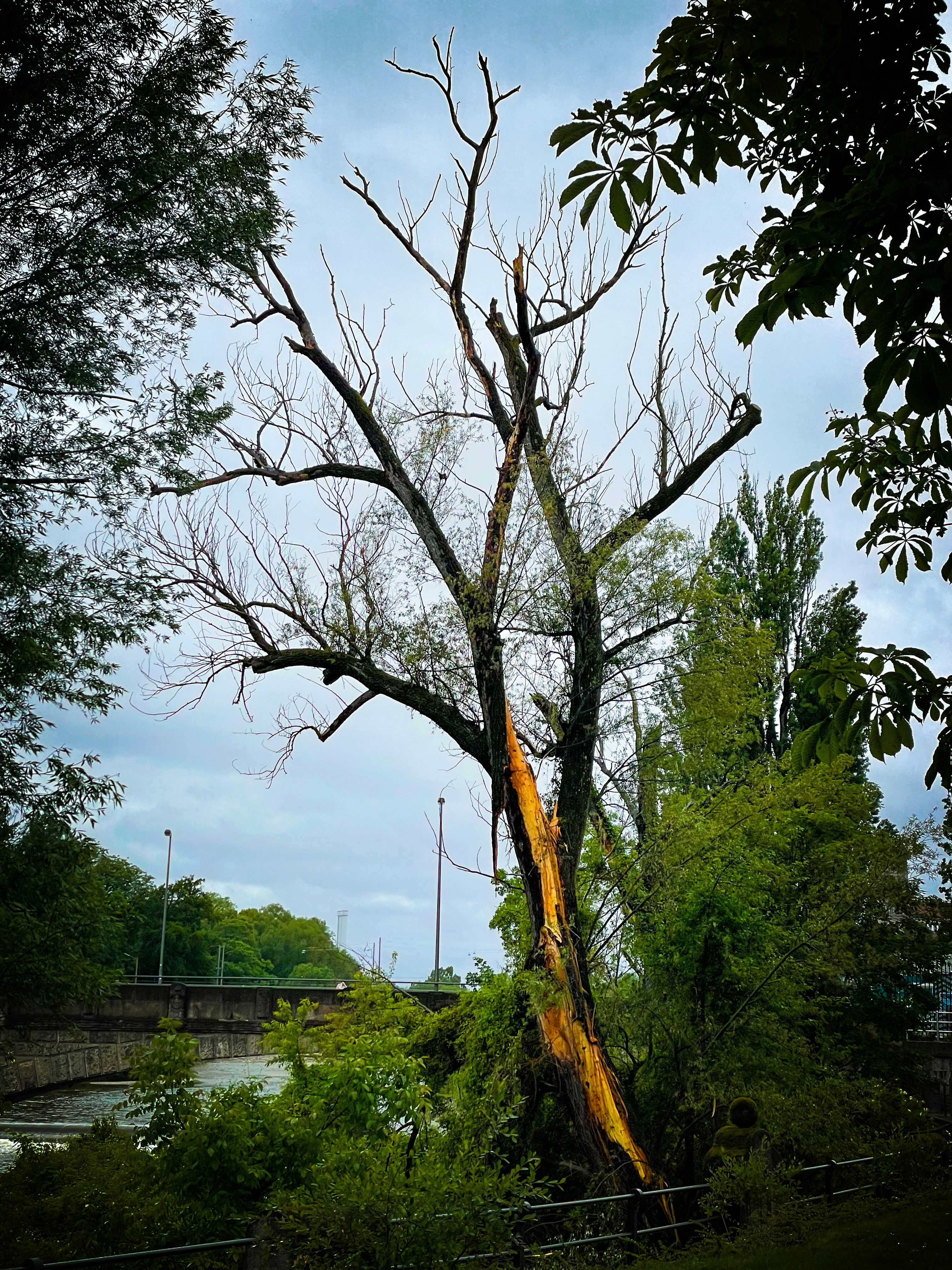 Riverside Skeleton: Sunlit Trunk Among Quiet Green