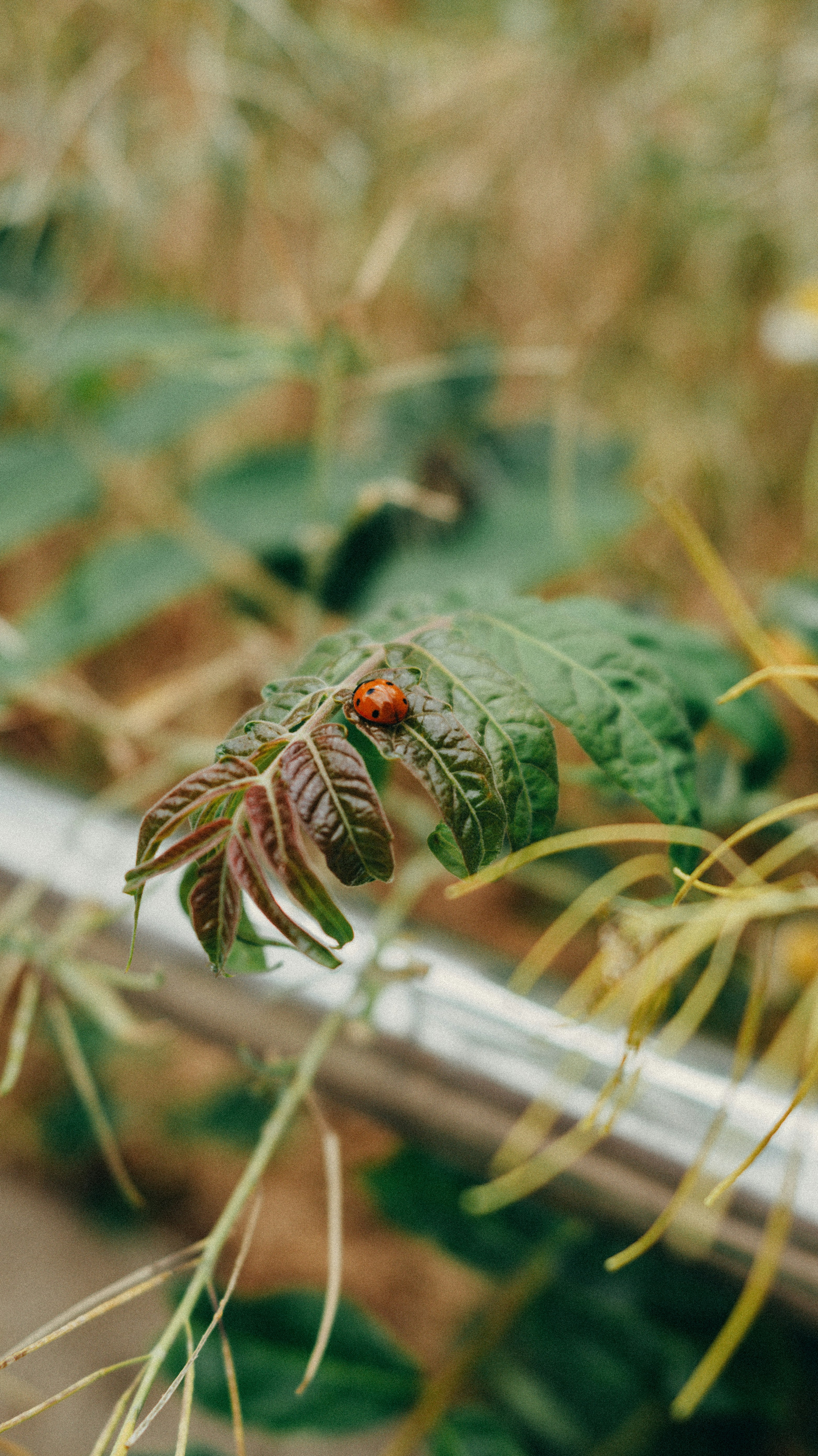 A lady bug crawling on a green leaf photo – Free Spain Image on Unsplash