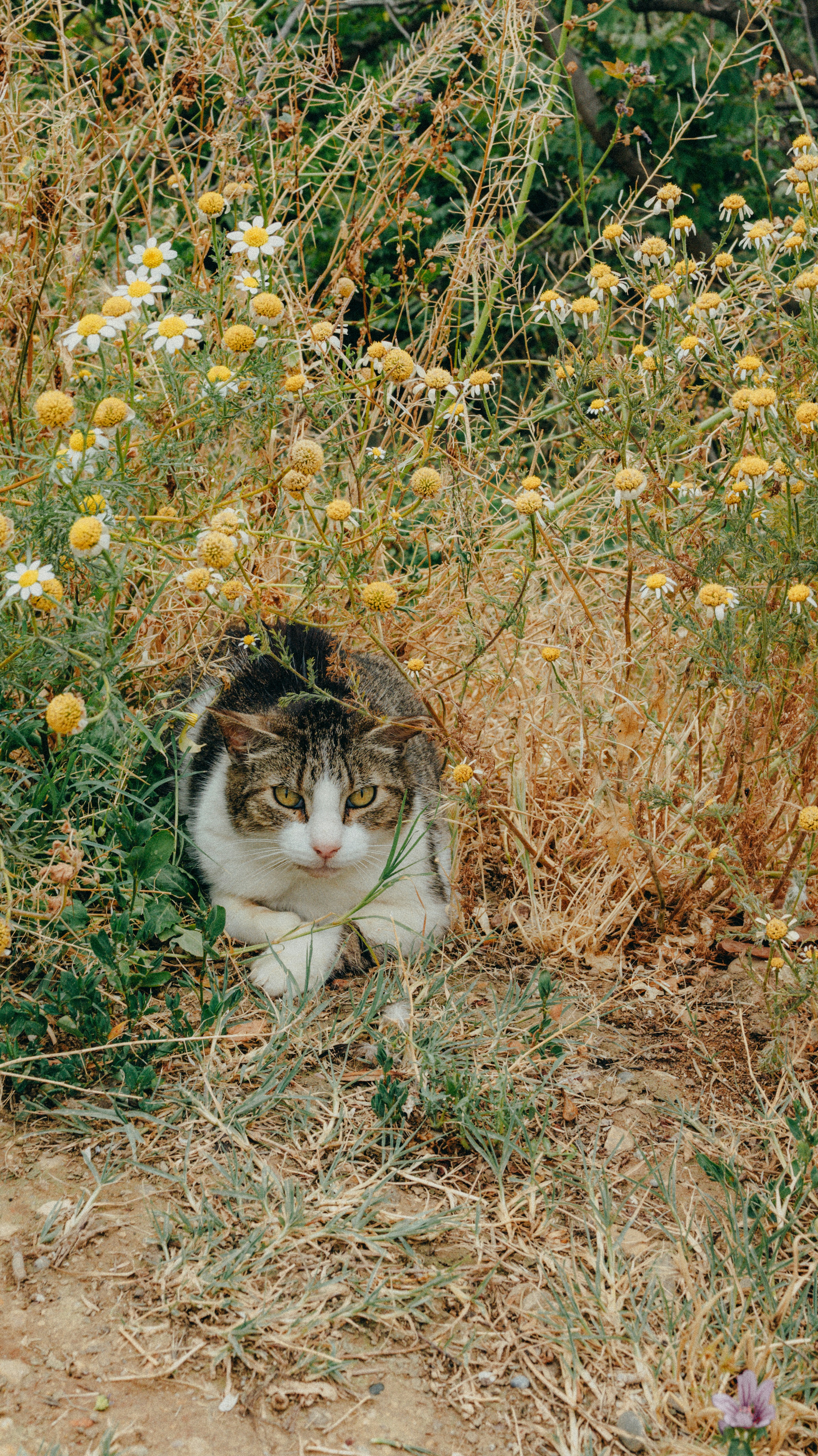 Tabby Lair: A Cat Nestled Among Dry Wildflowers