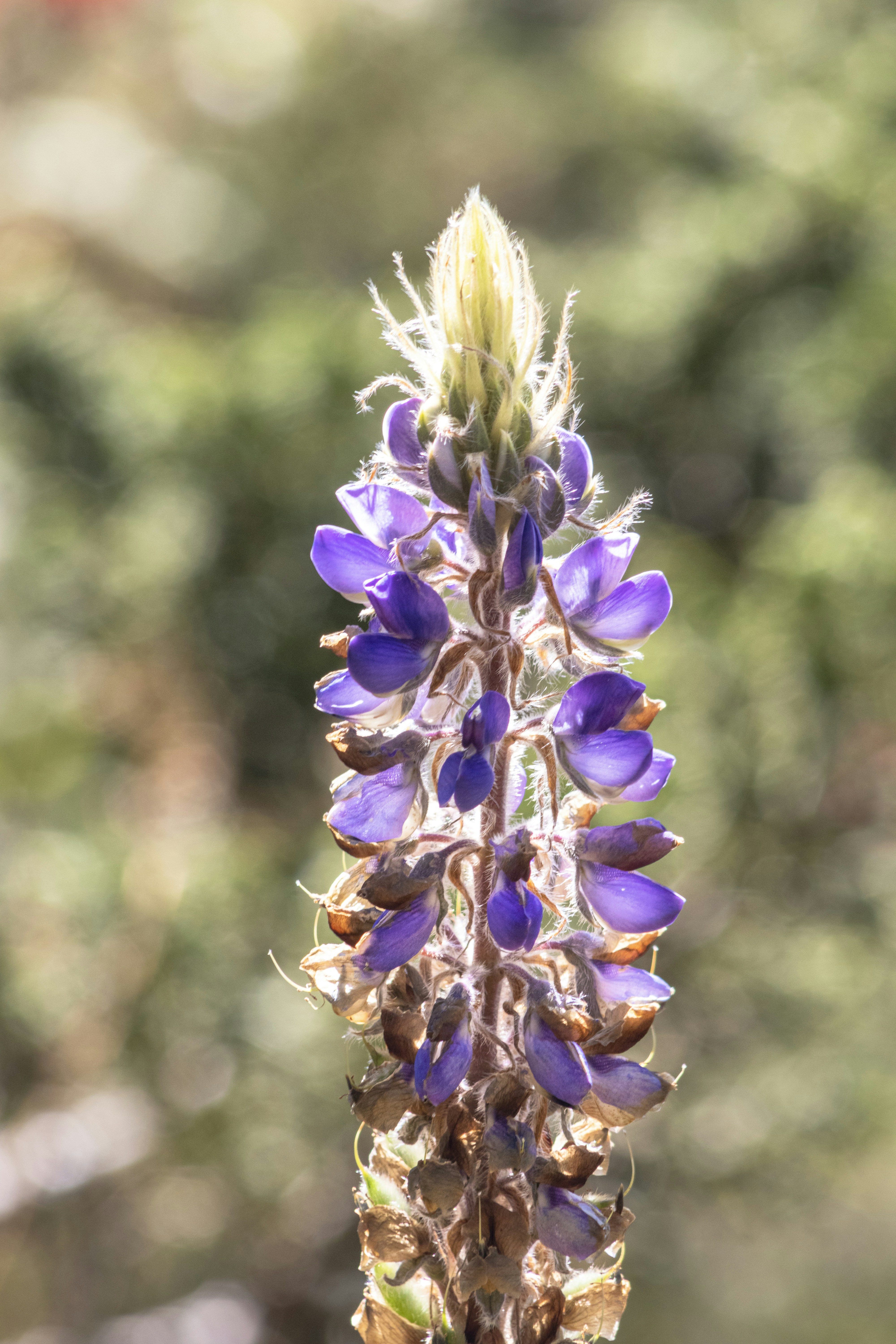 Backlit Lupine Spike Illuminates a Quiet Meadow