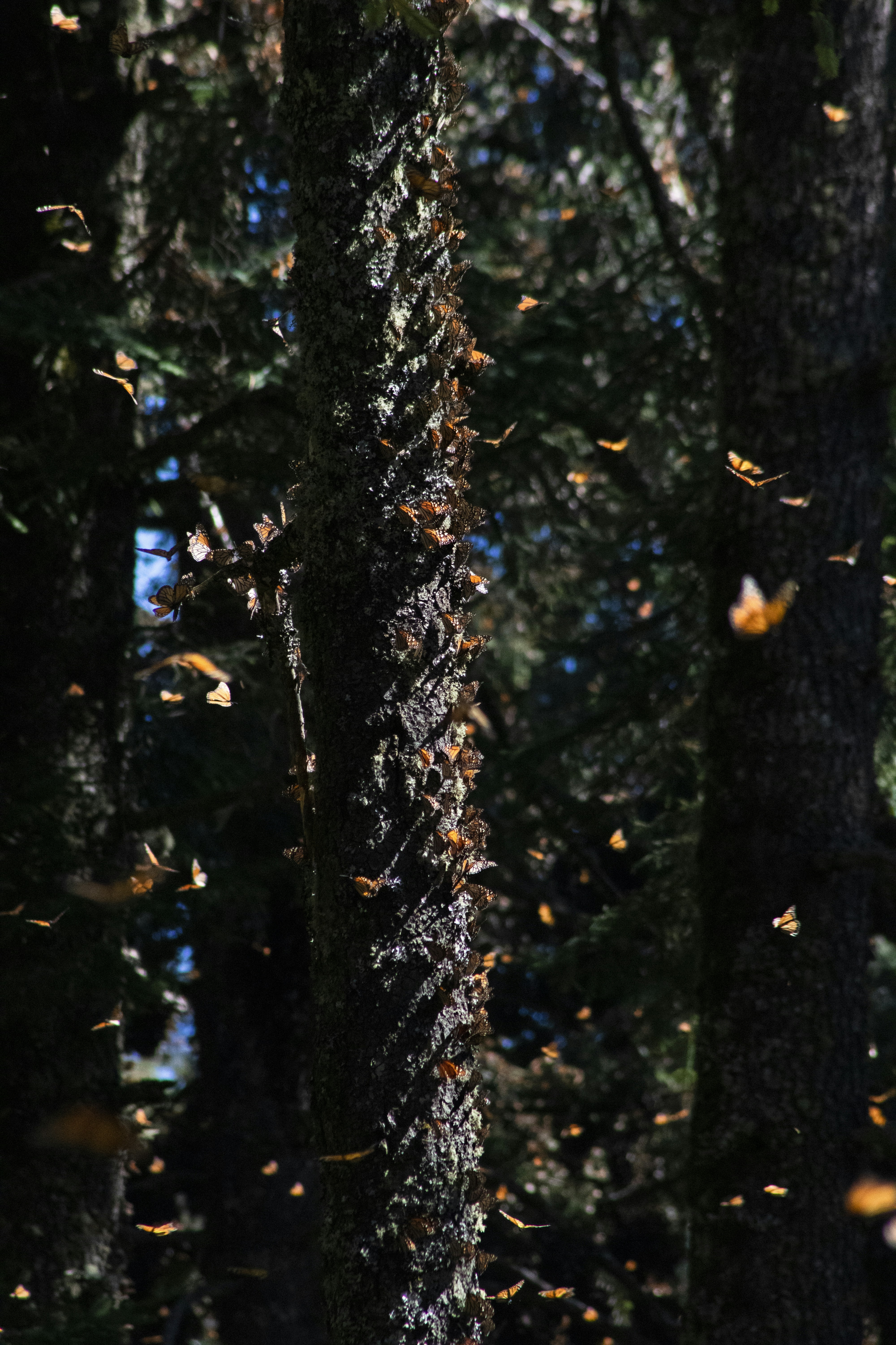 Amber Drift Along a Mossy Forest Trunk