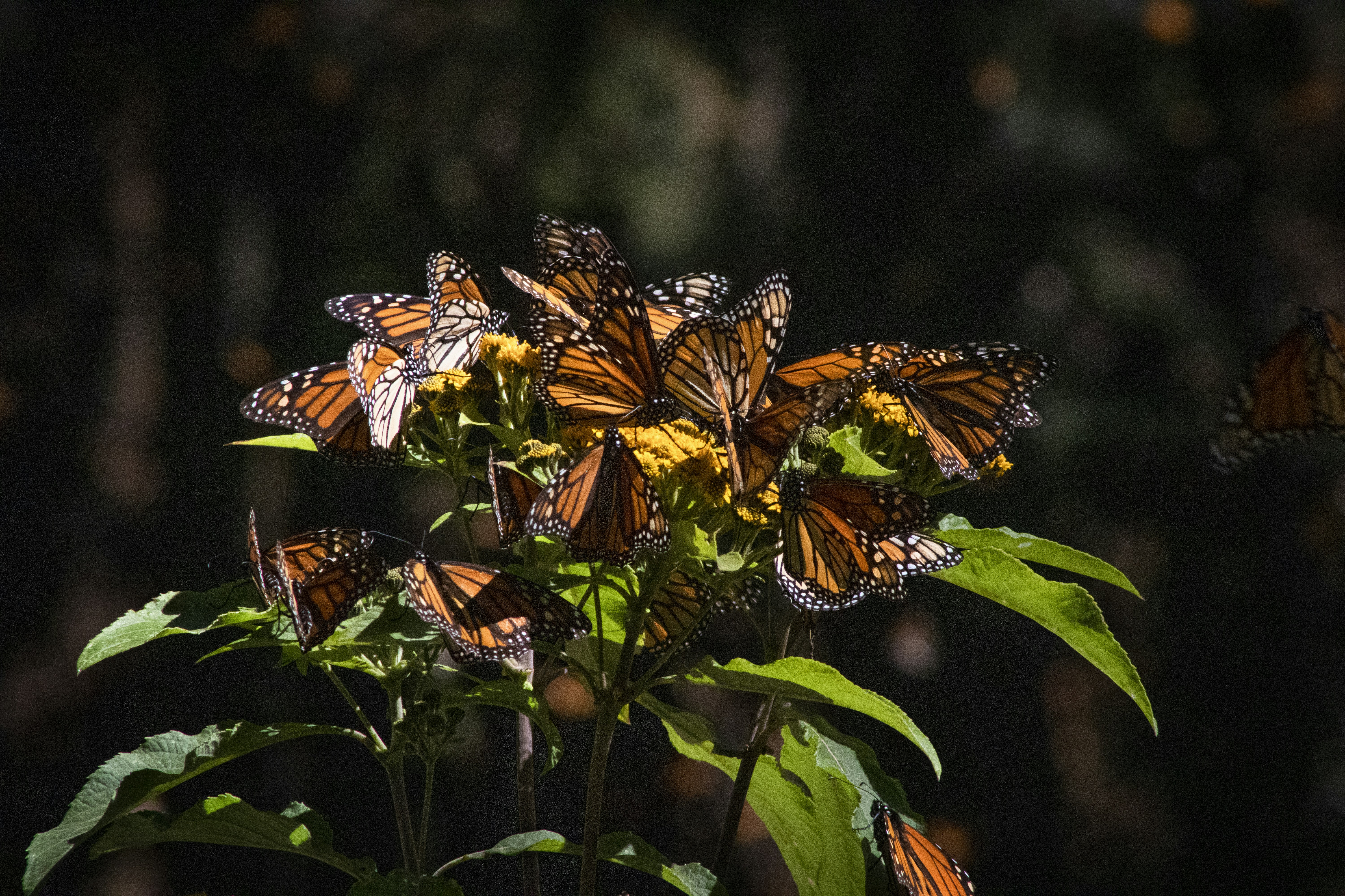 A bunch of butterflies that are on a plant photo – Free Schmetterling ...