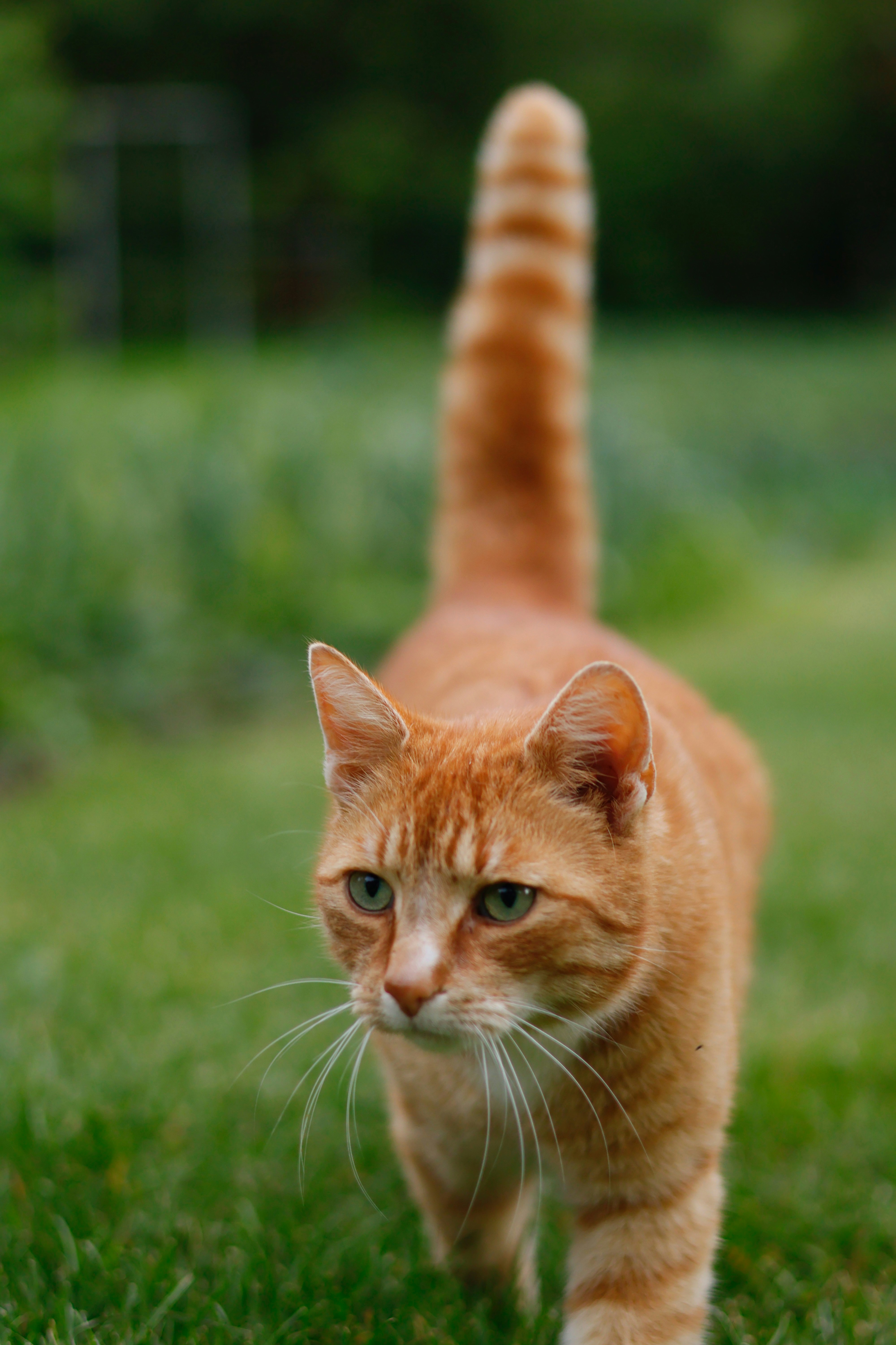 An orange cat walking across a lush green field photo – Free Wallpaper ...
