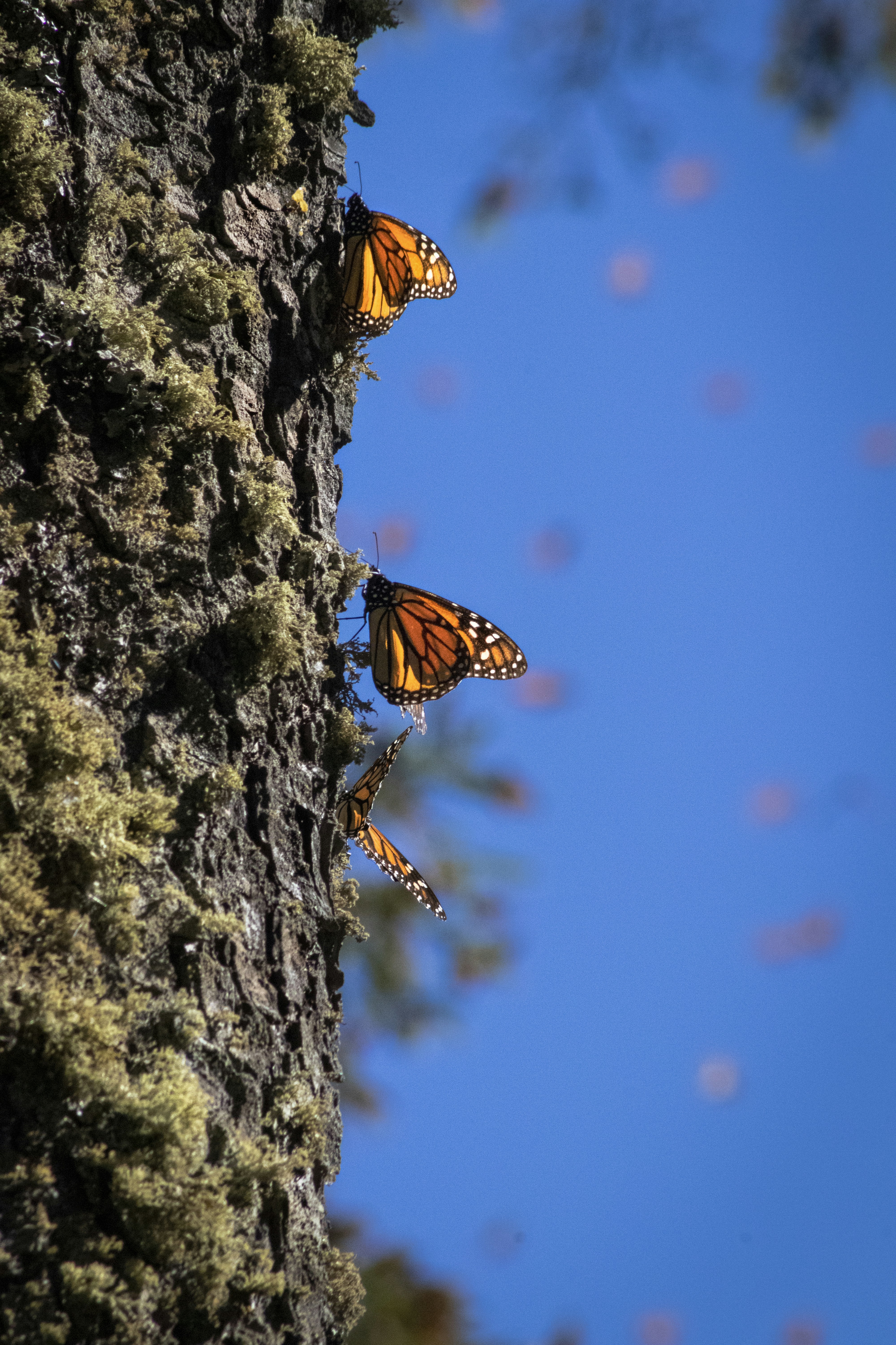 Three Monarchs on a Mossy Trunk Against a Clear Blue Sky