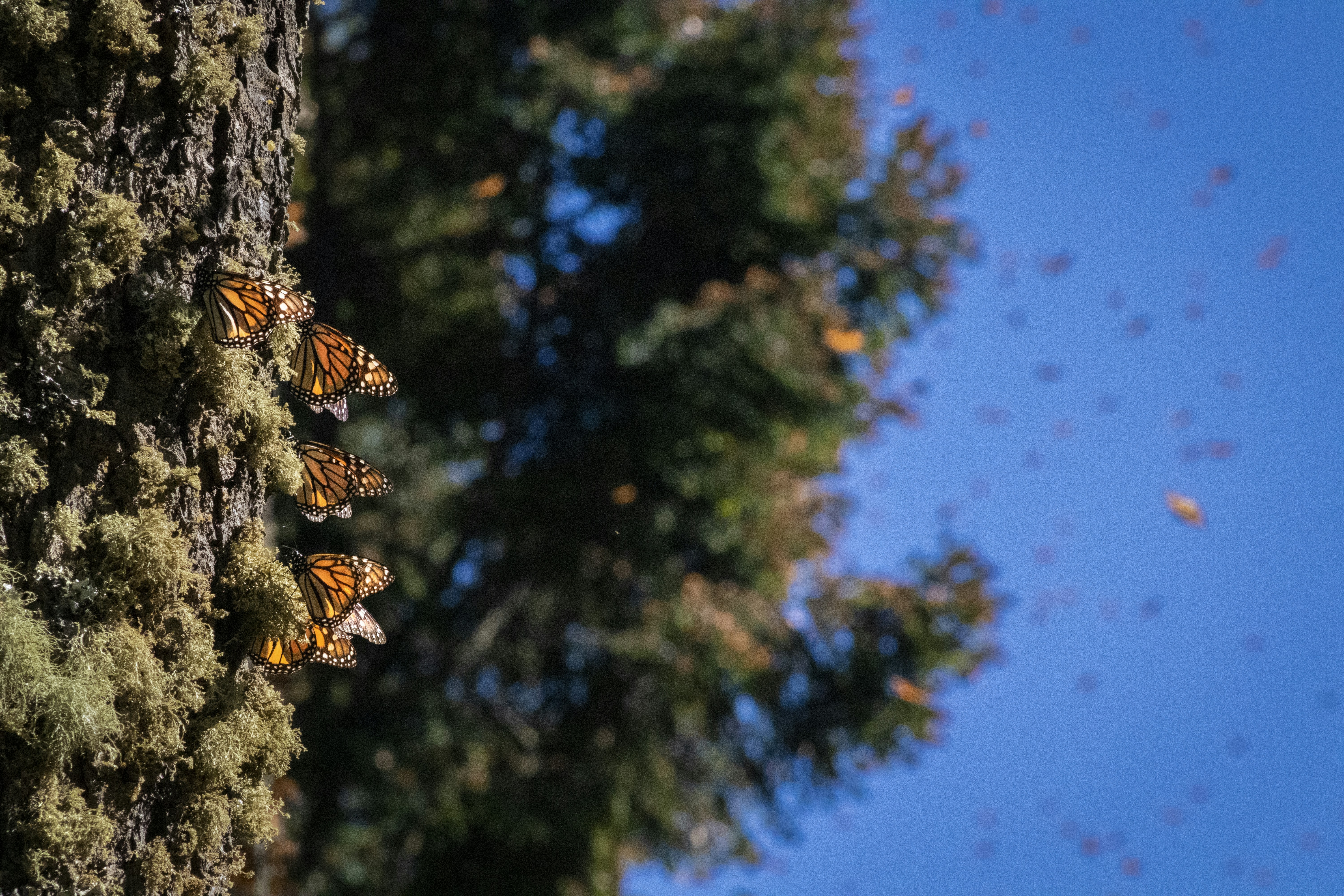 A group of monarch butterflies on a tree photo – Free Michoacán Image ...