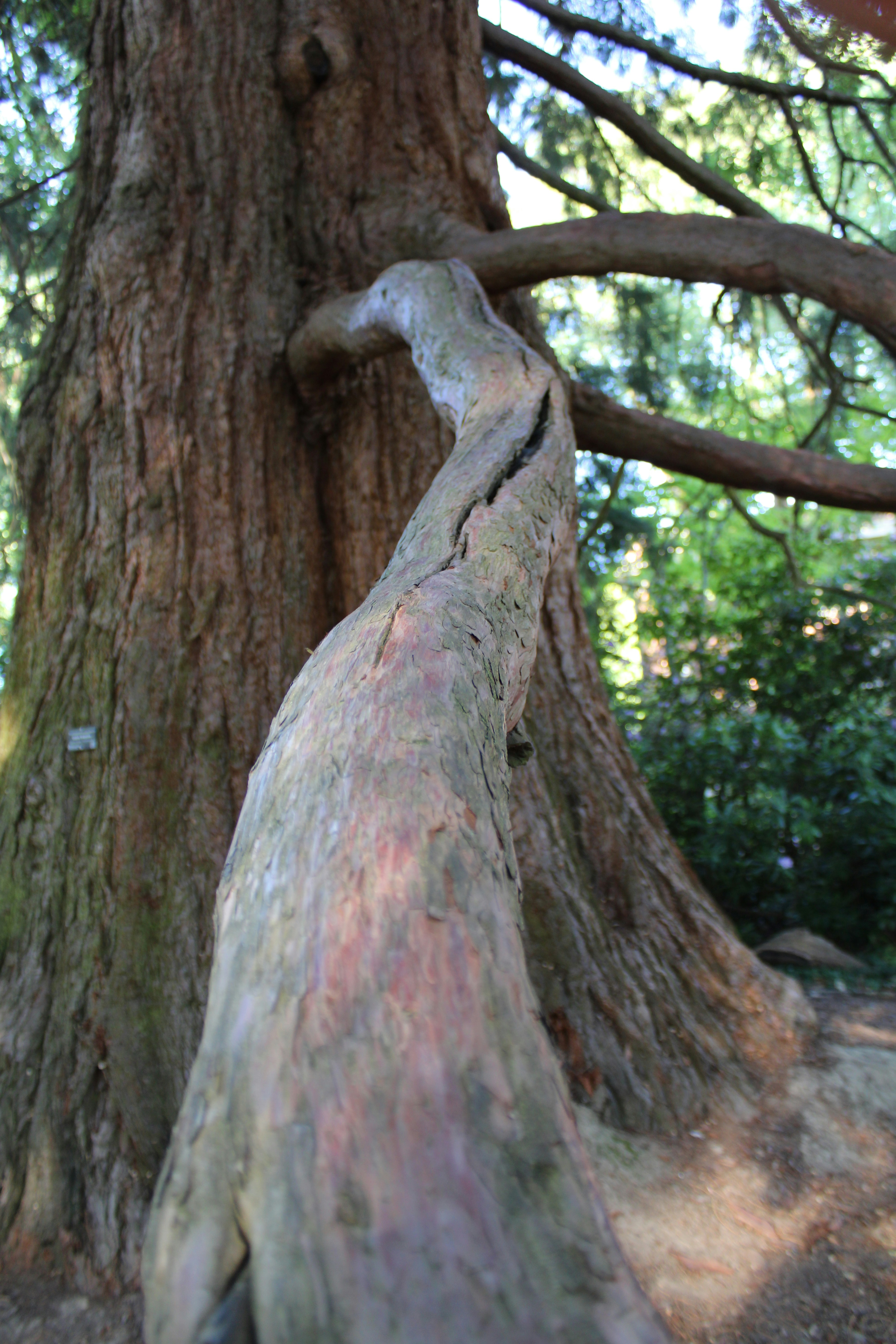 Arc of Wood: A Weathered Branch Embraces an Ancient Cedar