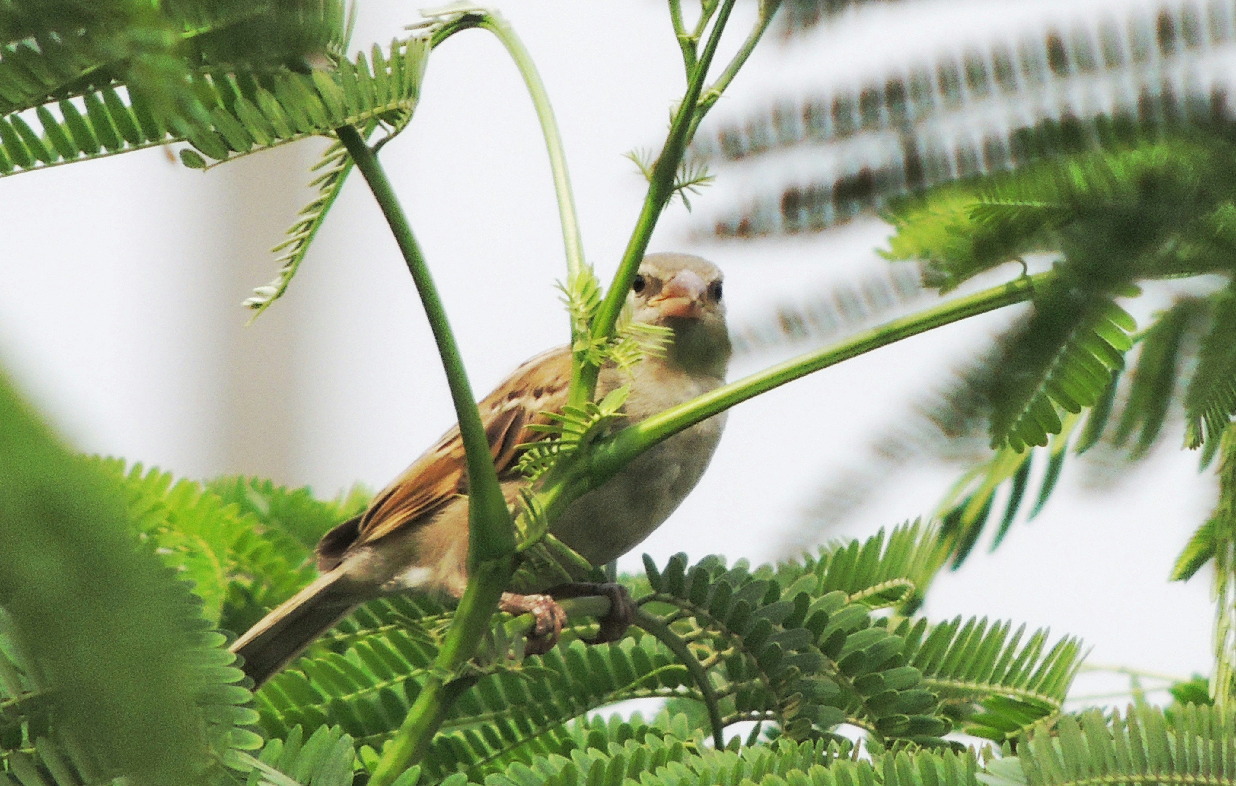 Saifur Rahman (@ux_saifur_info) | Komunitas Foto Unsplash