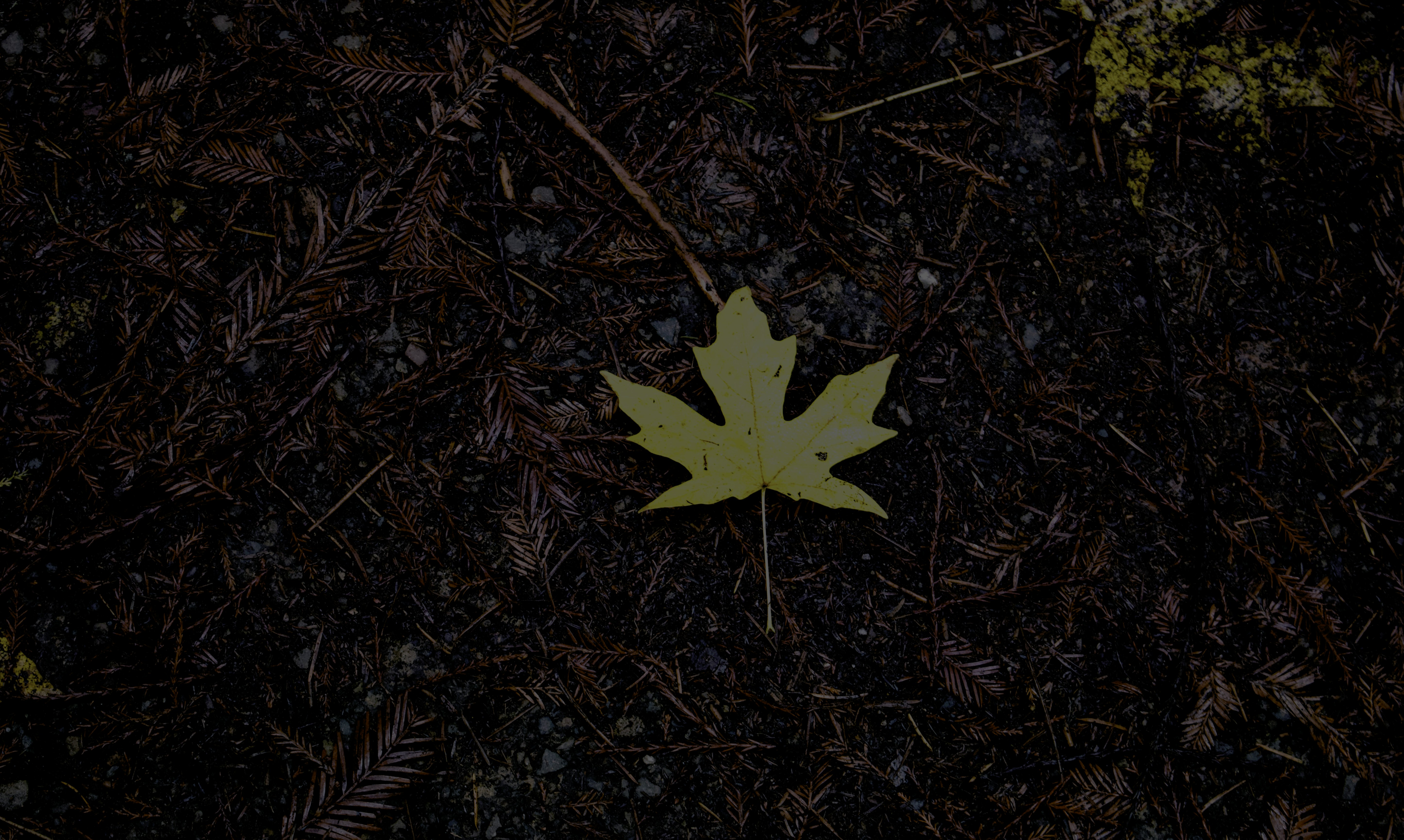 Bright yellow maple leaf resting on dark, textured mulch.