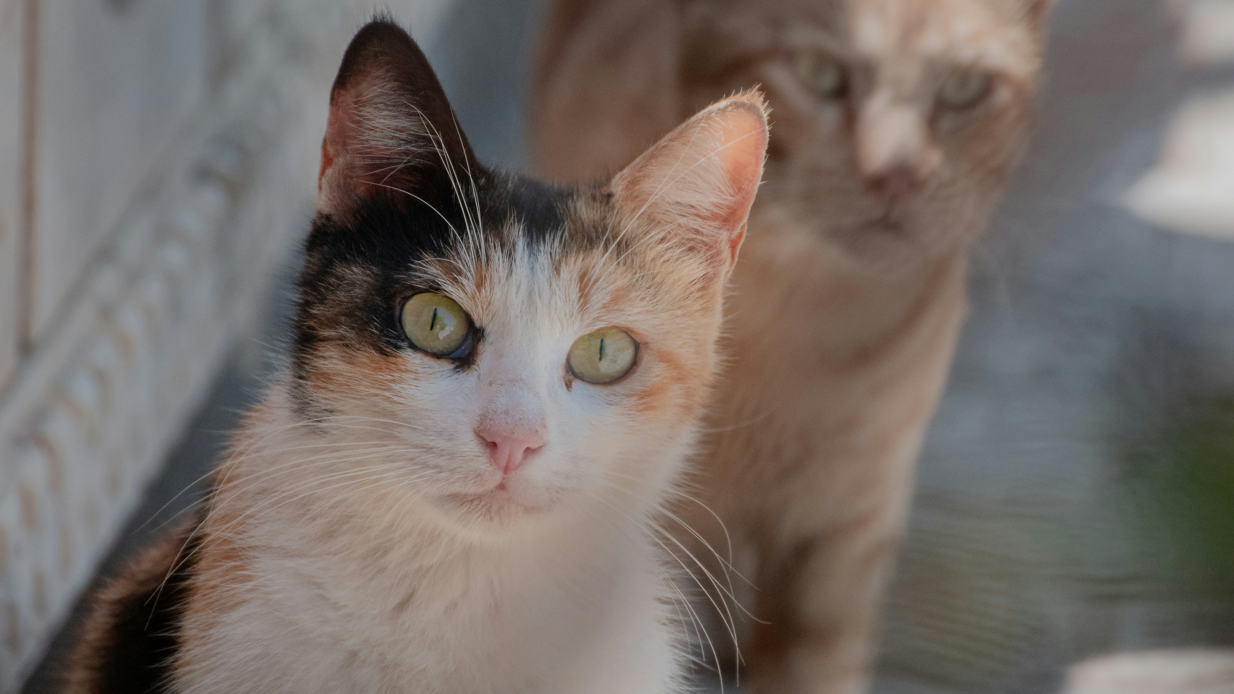 Curious Calico Keeps Watch as a Soft-Focus Feline Companion Looms in the Background