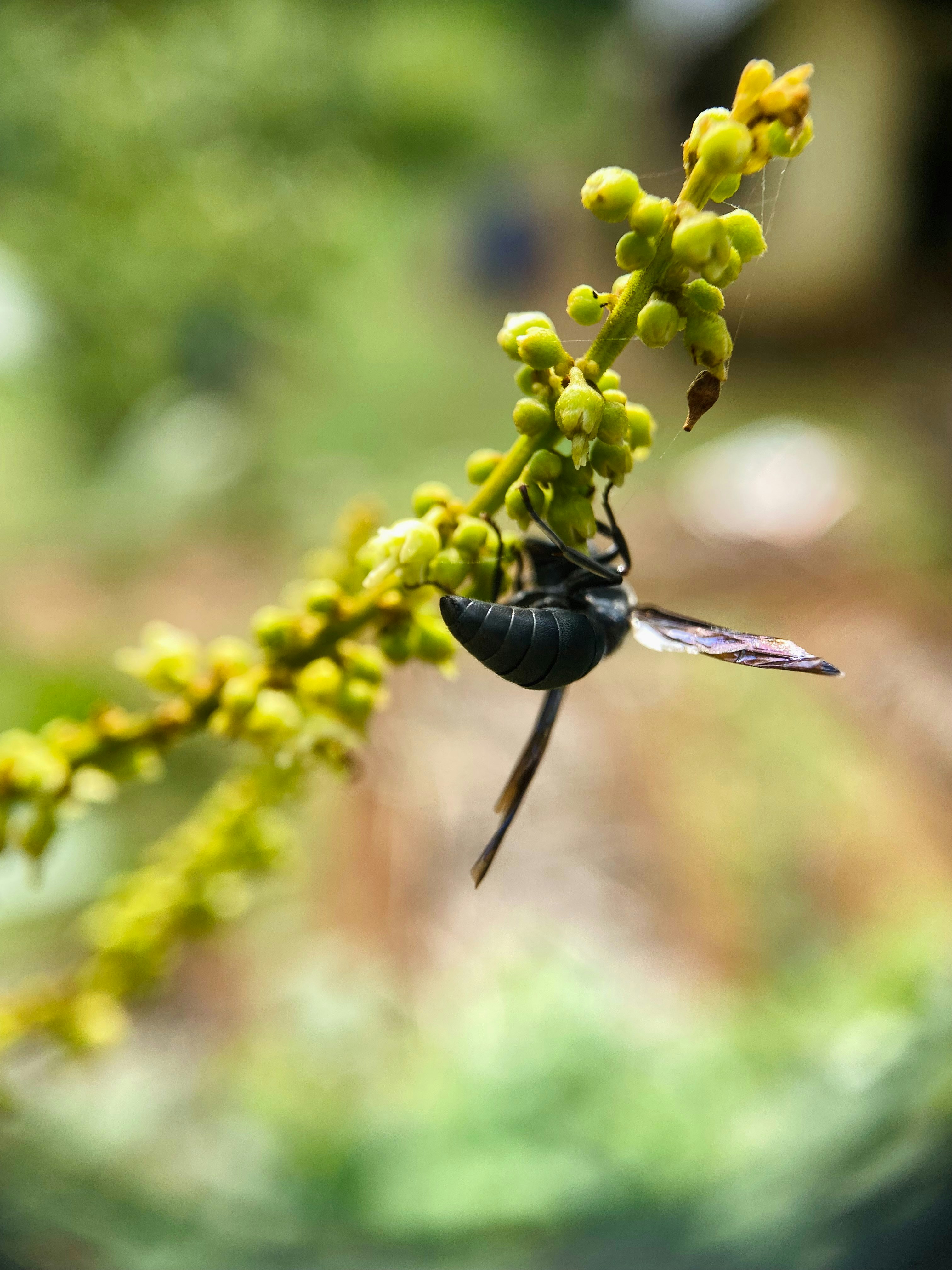 Wasp on a Lime Sprig: A Quiet Moment of Color and Form