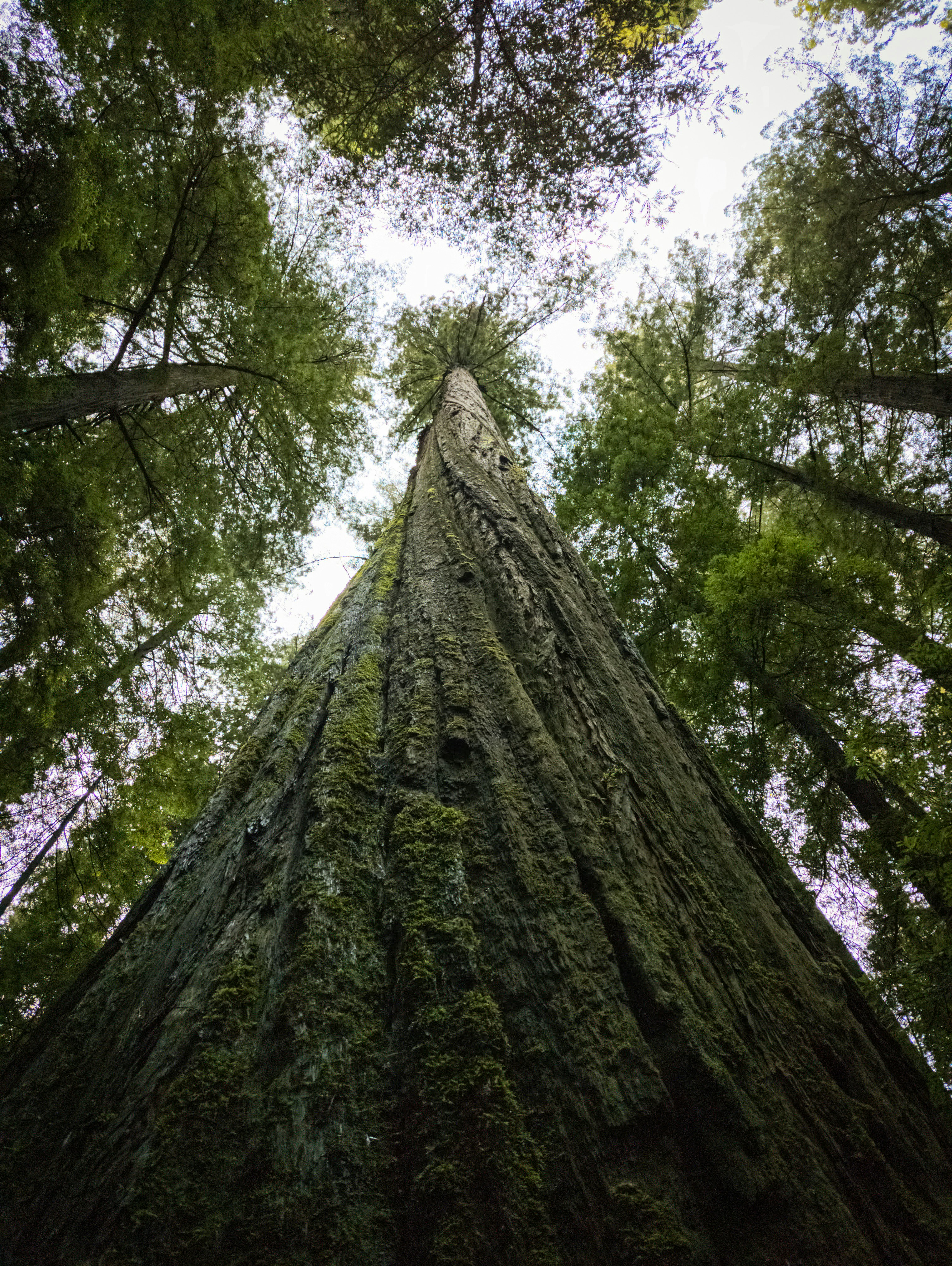 A very tall tree in the middle of a forest photo – Free Usa Image on ...