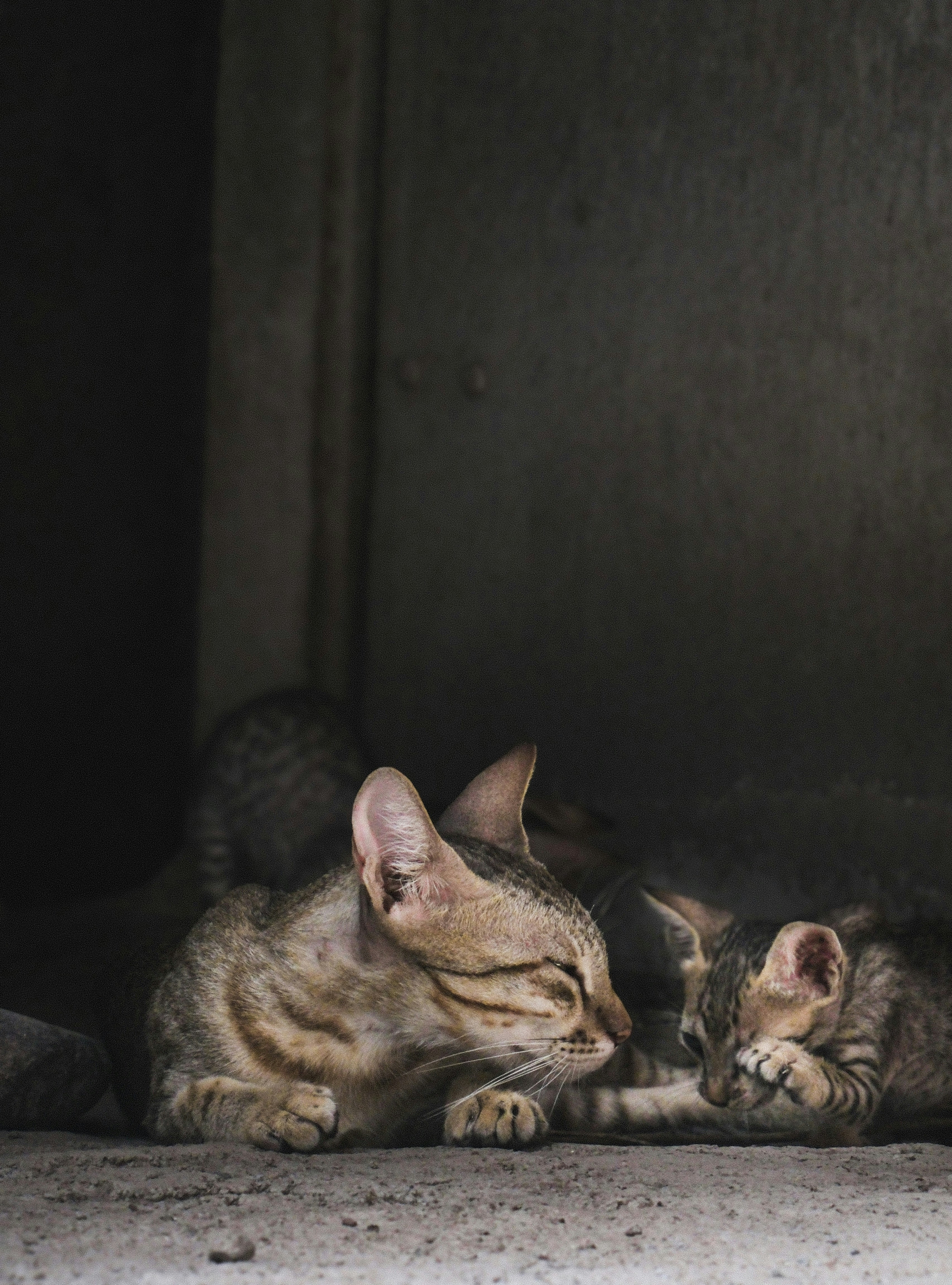 A couple of cats laying next to each other photo – Free Cat Image on ...
