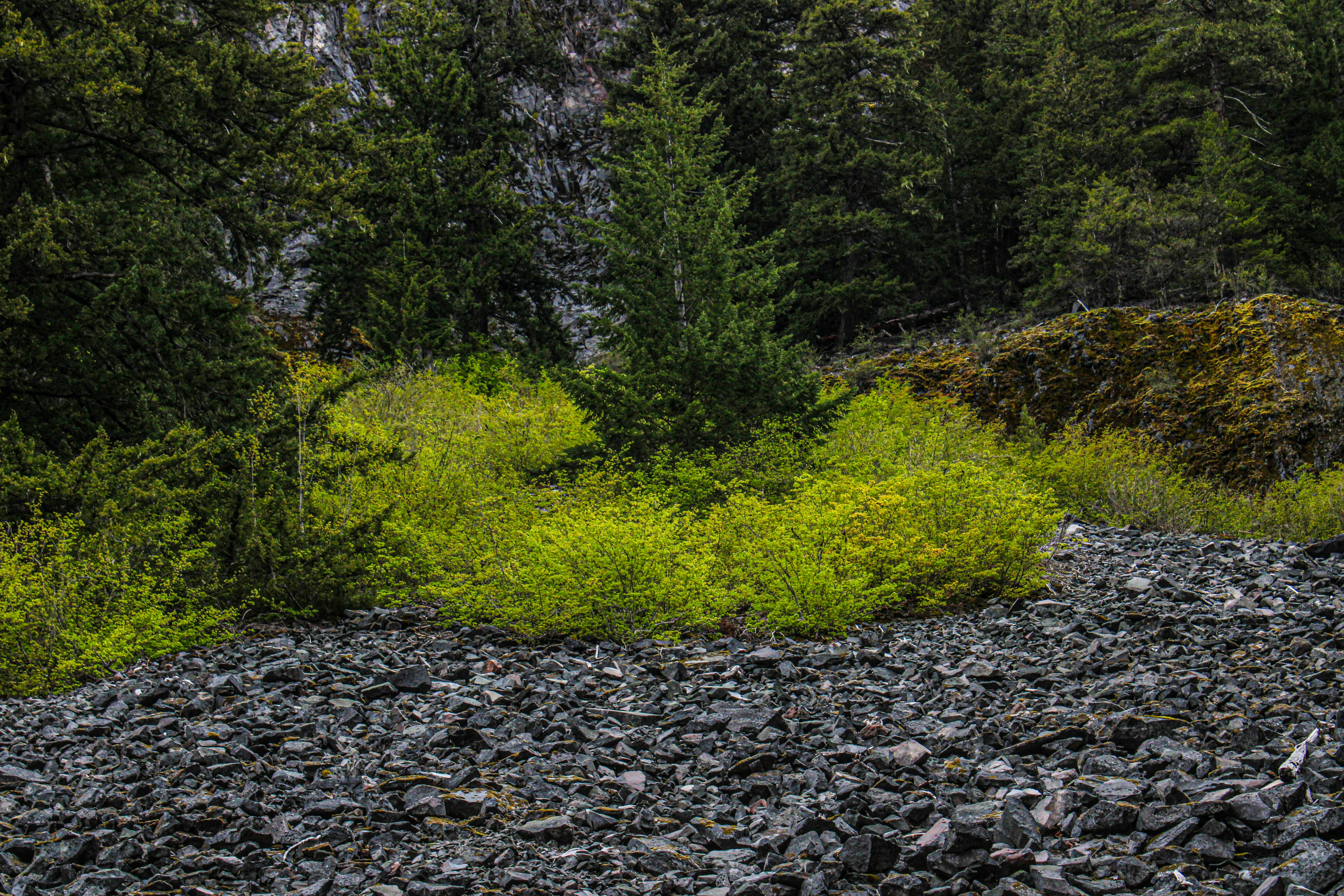 Verdant Corridors Among Grey Talus Beneath a Pine Cathedral