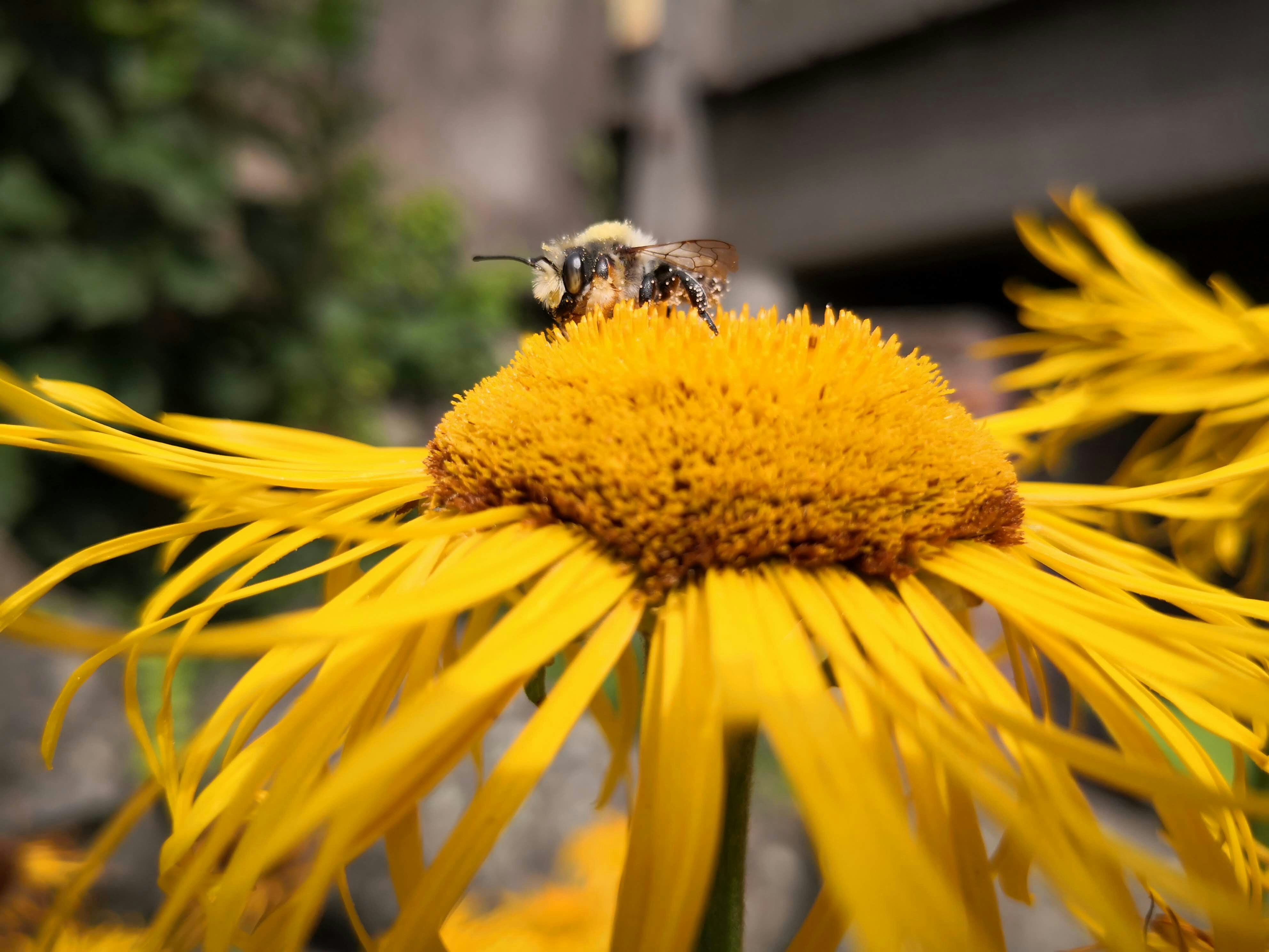 Bumblebee collecting nectar on a vibrant yellow flower with blurred greenery in the background.