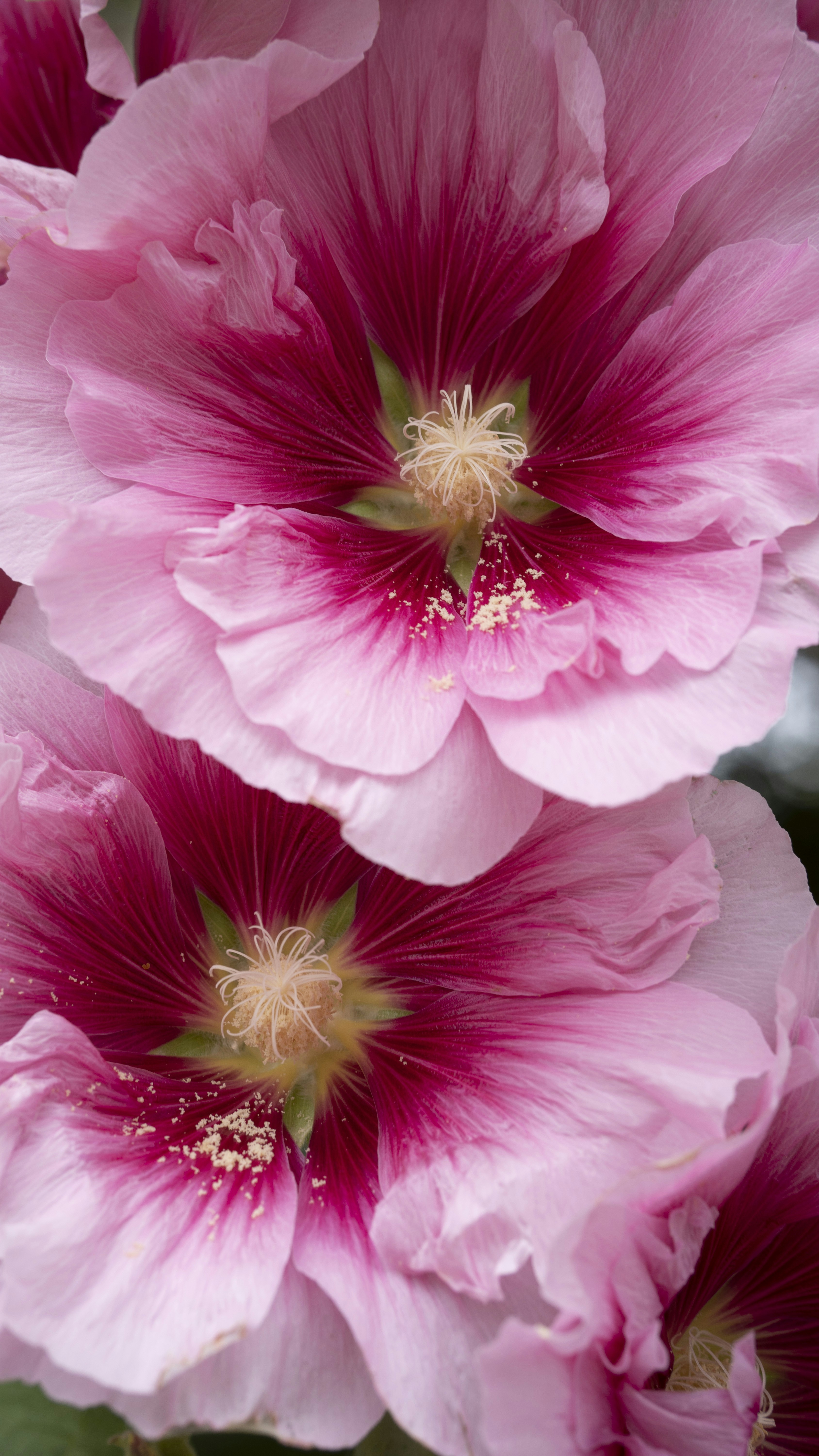 Center Stage: Magenta Velvet Hollyhock Bloom