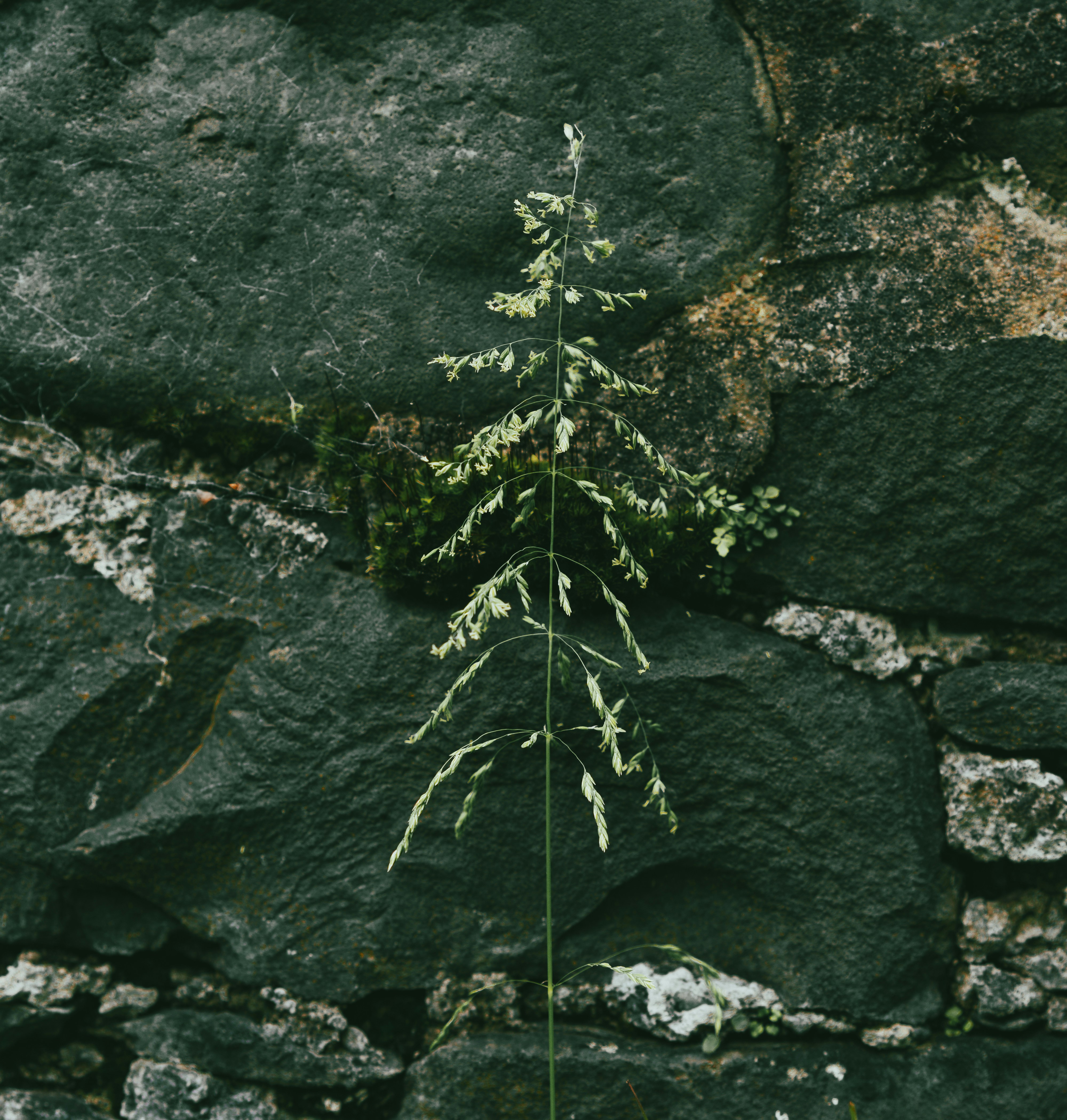 Emerald Veil: A slender fern defying the stone backdrop.