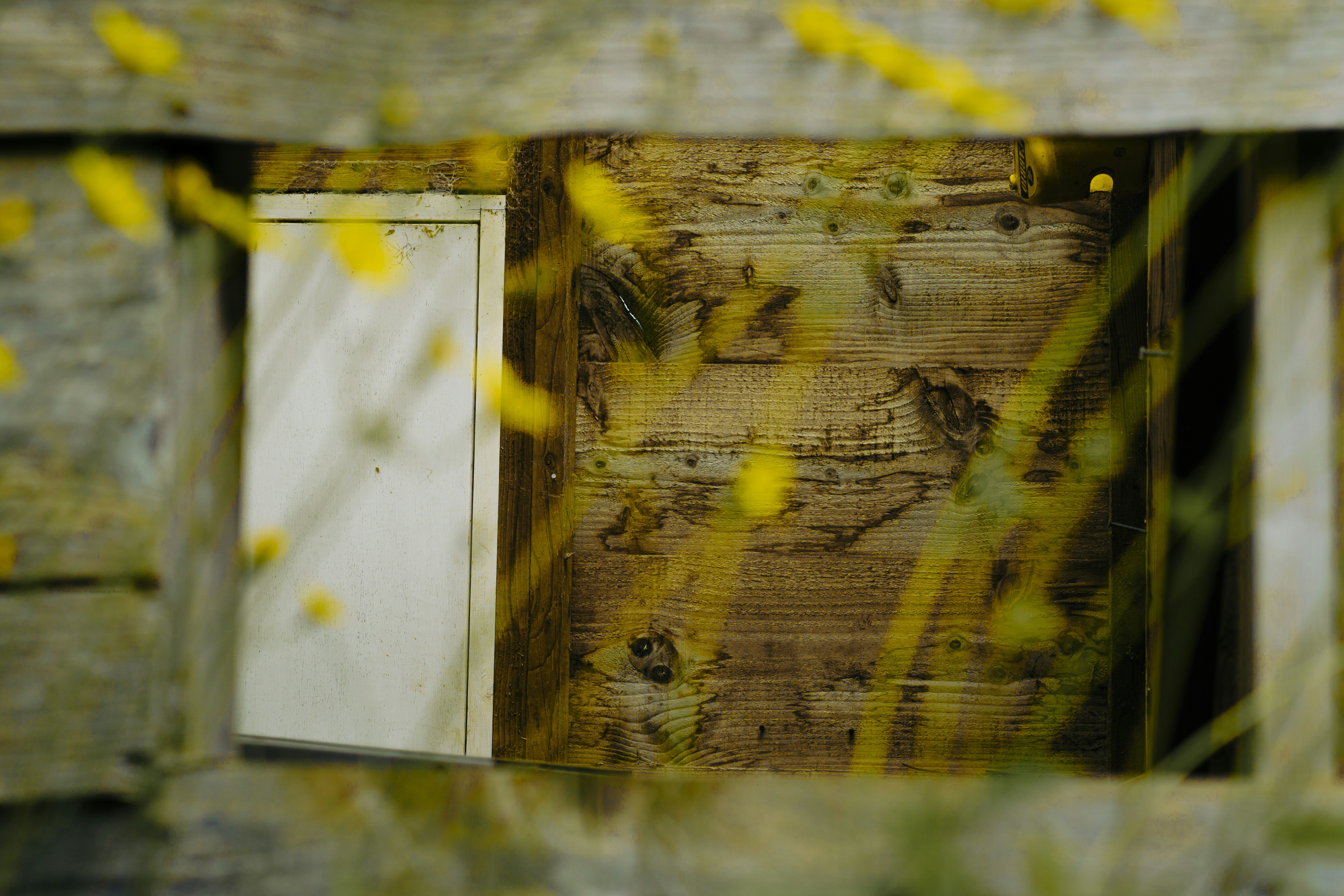 Hidden Doorway Framed by Weathered Planks and Yellow Blooms