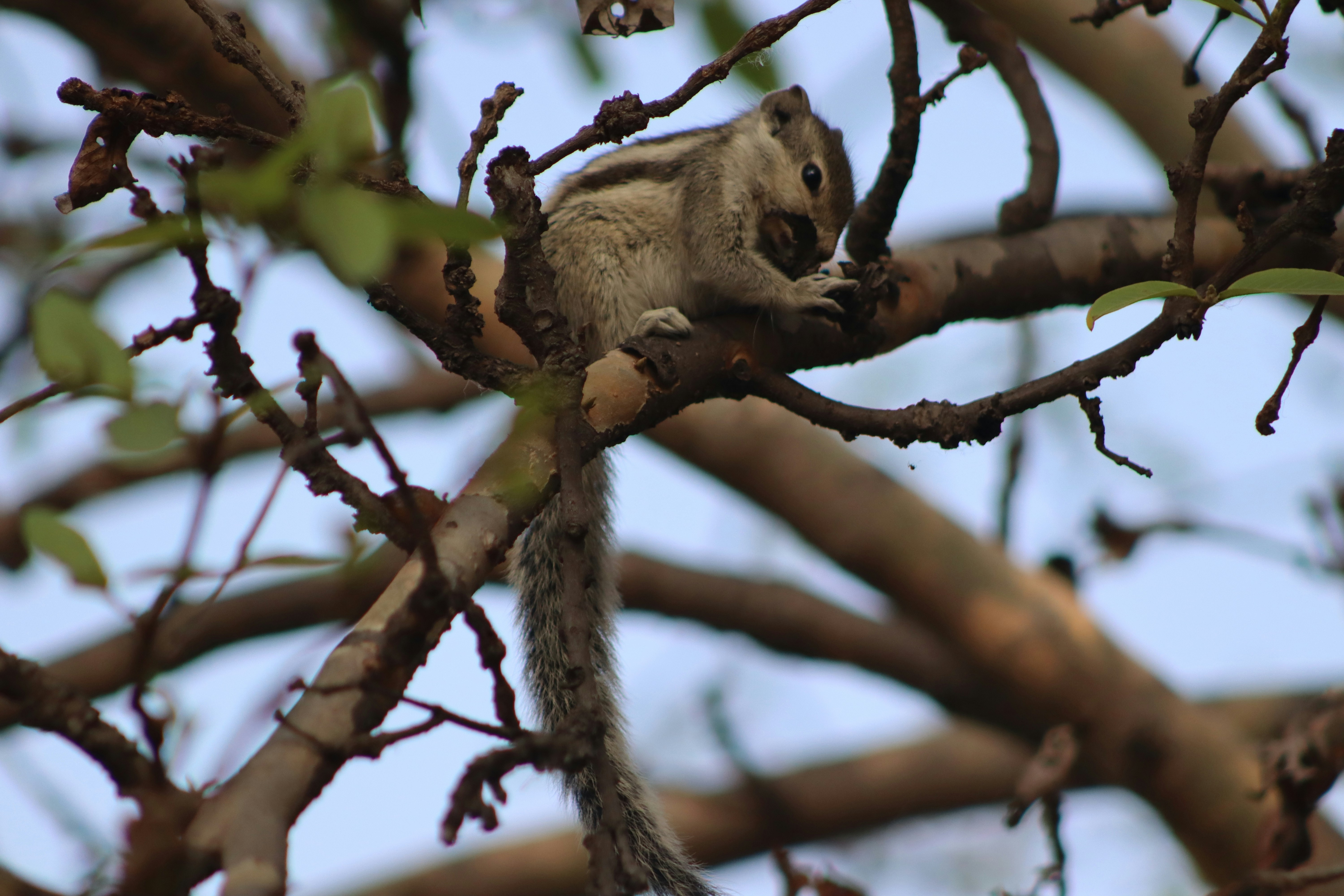 Squirrel Amid Branches: A Quiet Moment in Dappled Light
