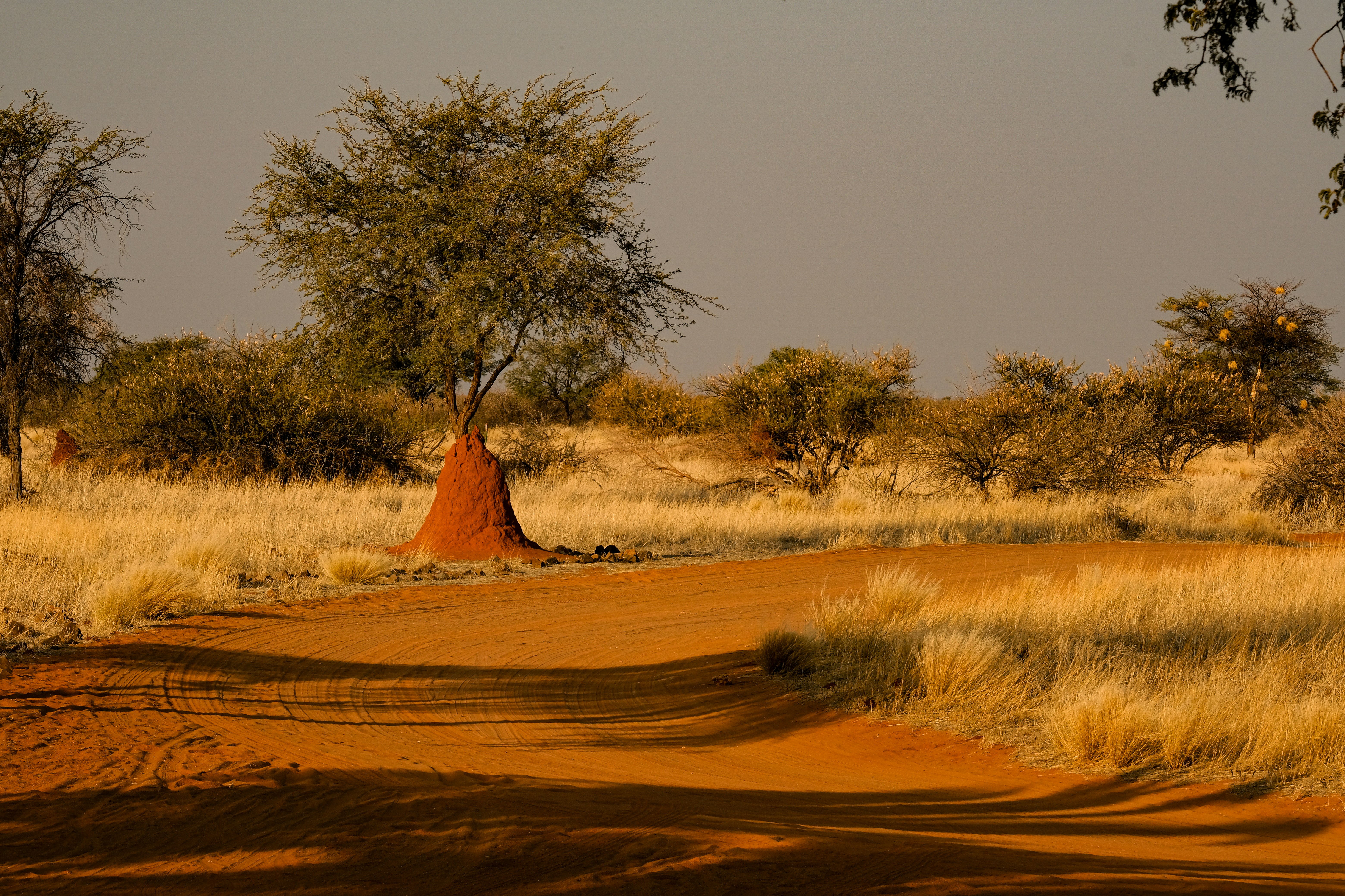 Trail to the Ember Tree