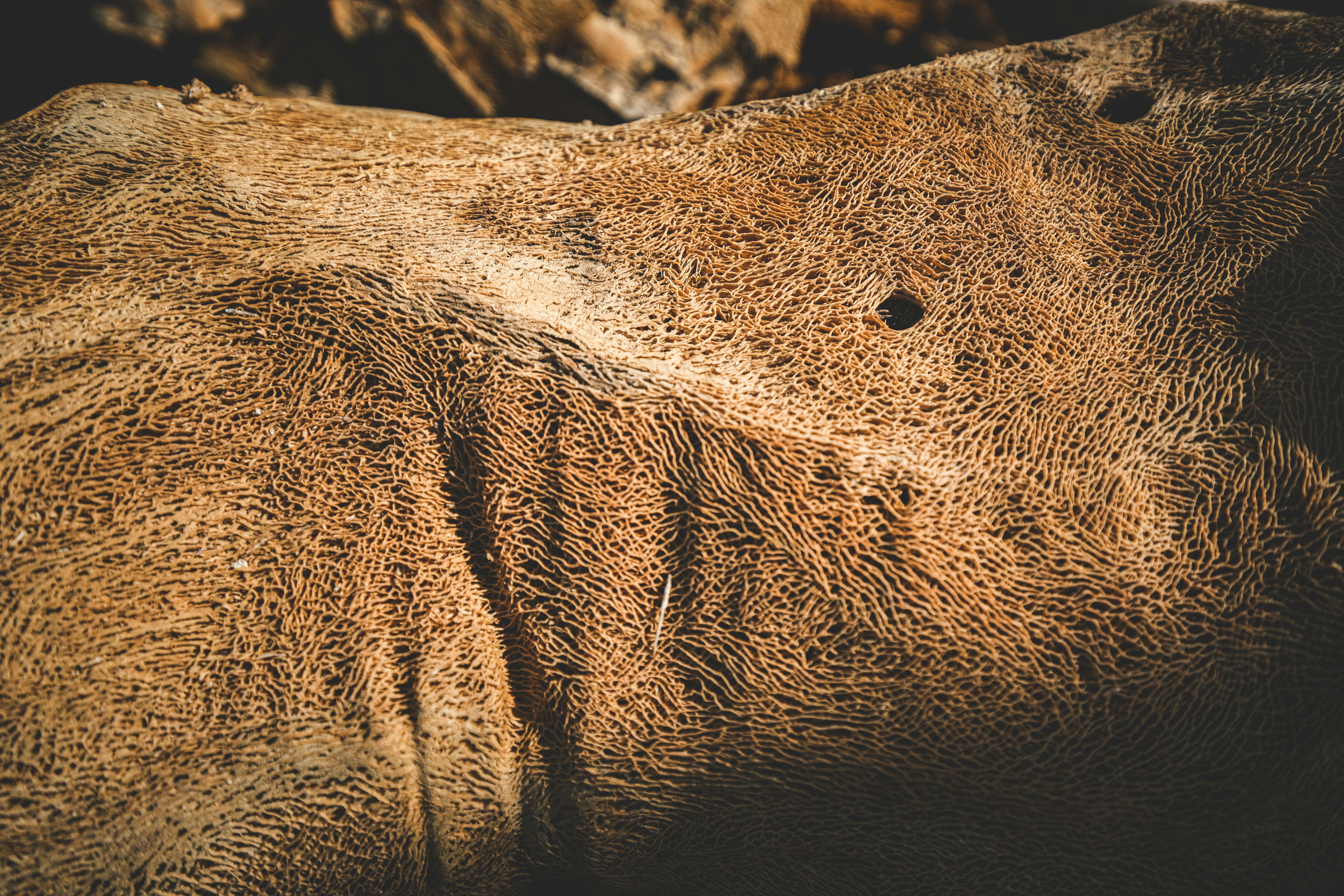 Photo by Francesco Ungaro with Fujifilm X-T4