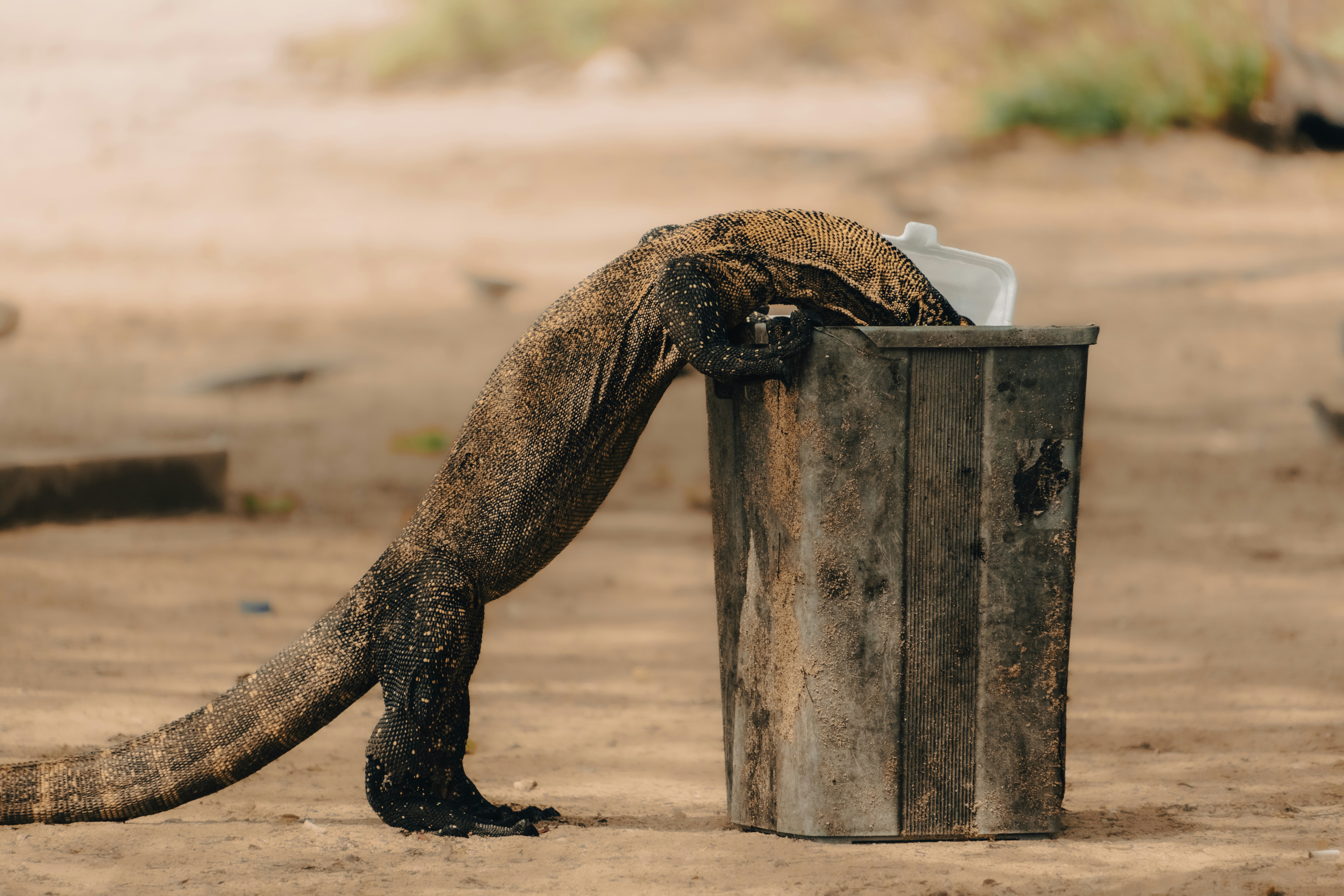 A large lizard standing next to a trash can photo – Free Komodo island ...
