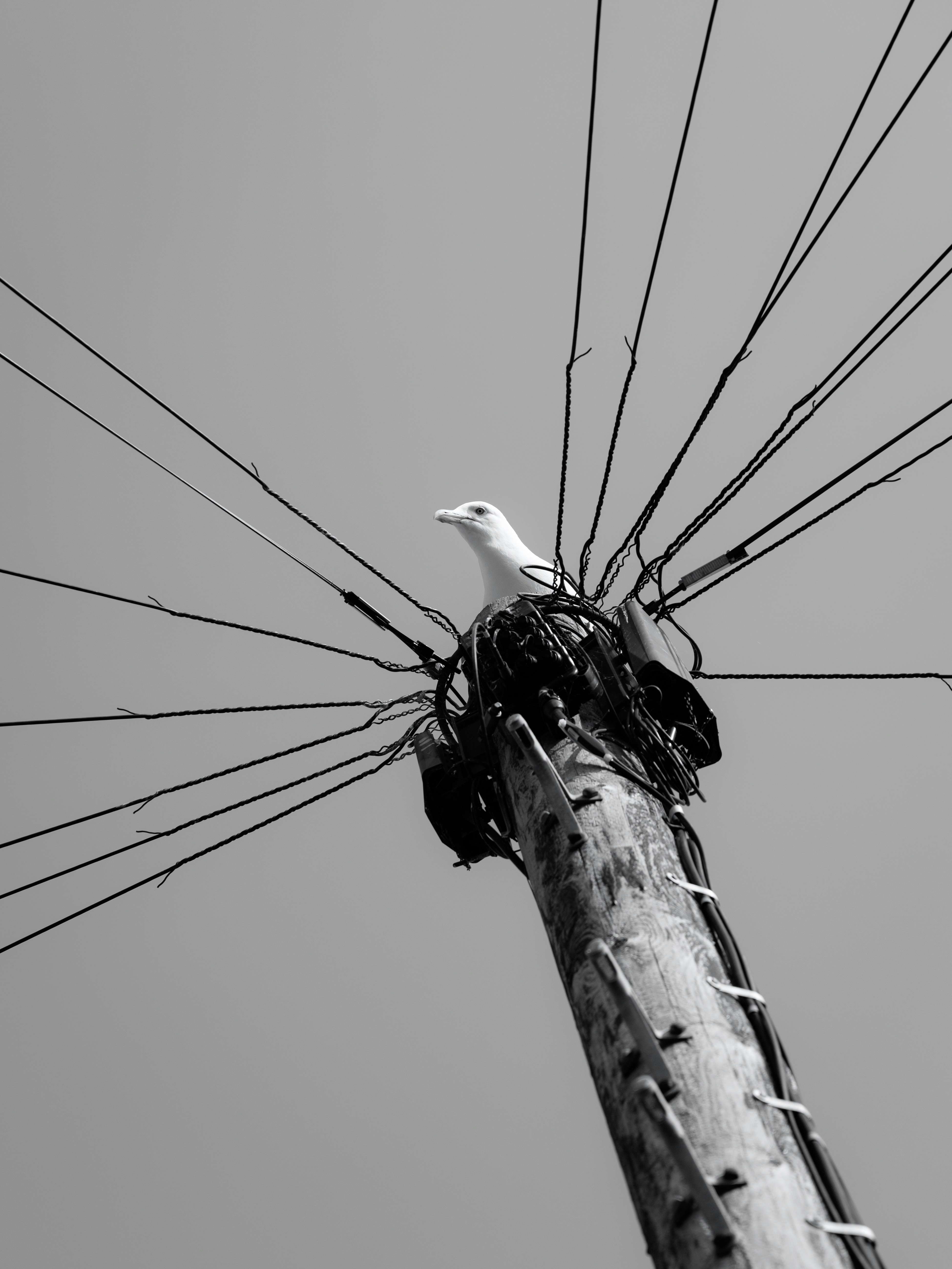 Crowning the Wire: Seagull Perched Above a Weathered Pole