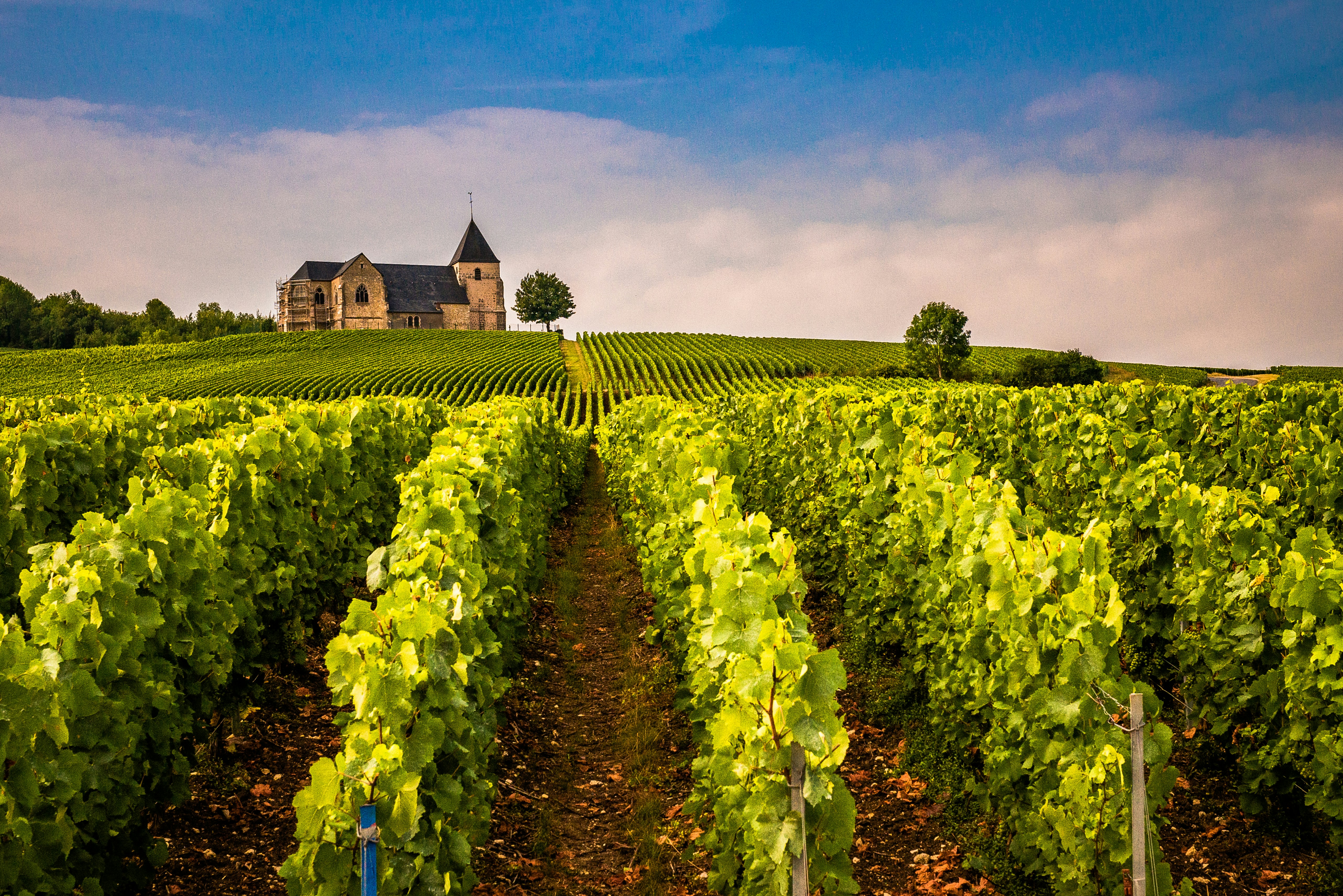 Medieval church on the horizon with rows of lush green vines in the Champagne region of France.