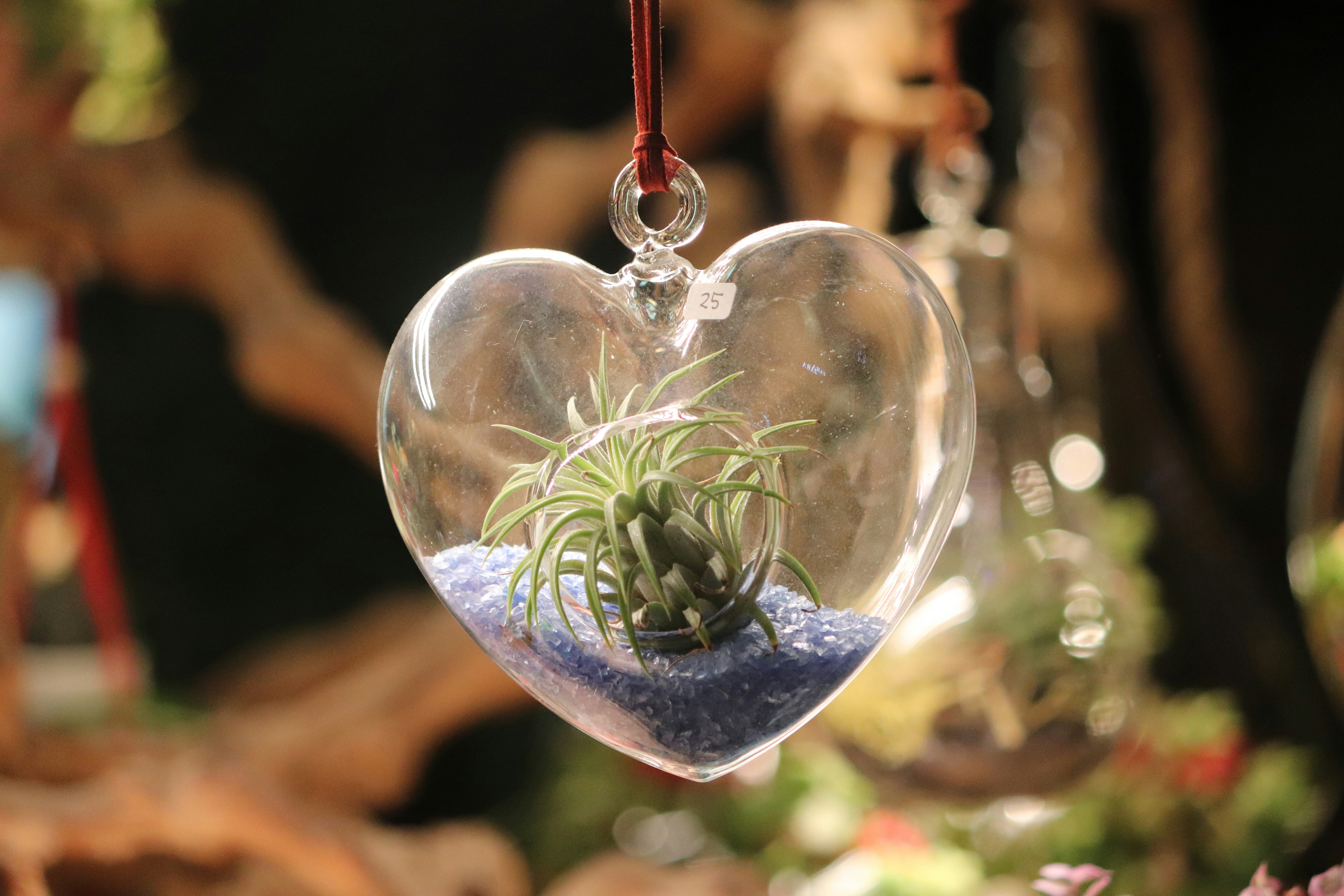 Suspended Heart Terrarium: A Tiny Green Oasis in Crystal Glass