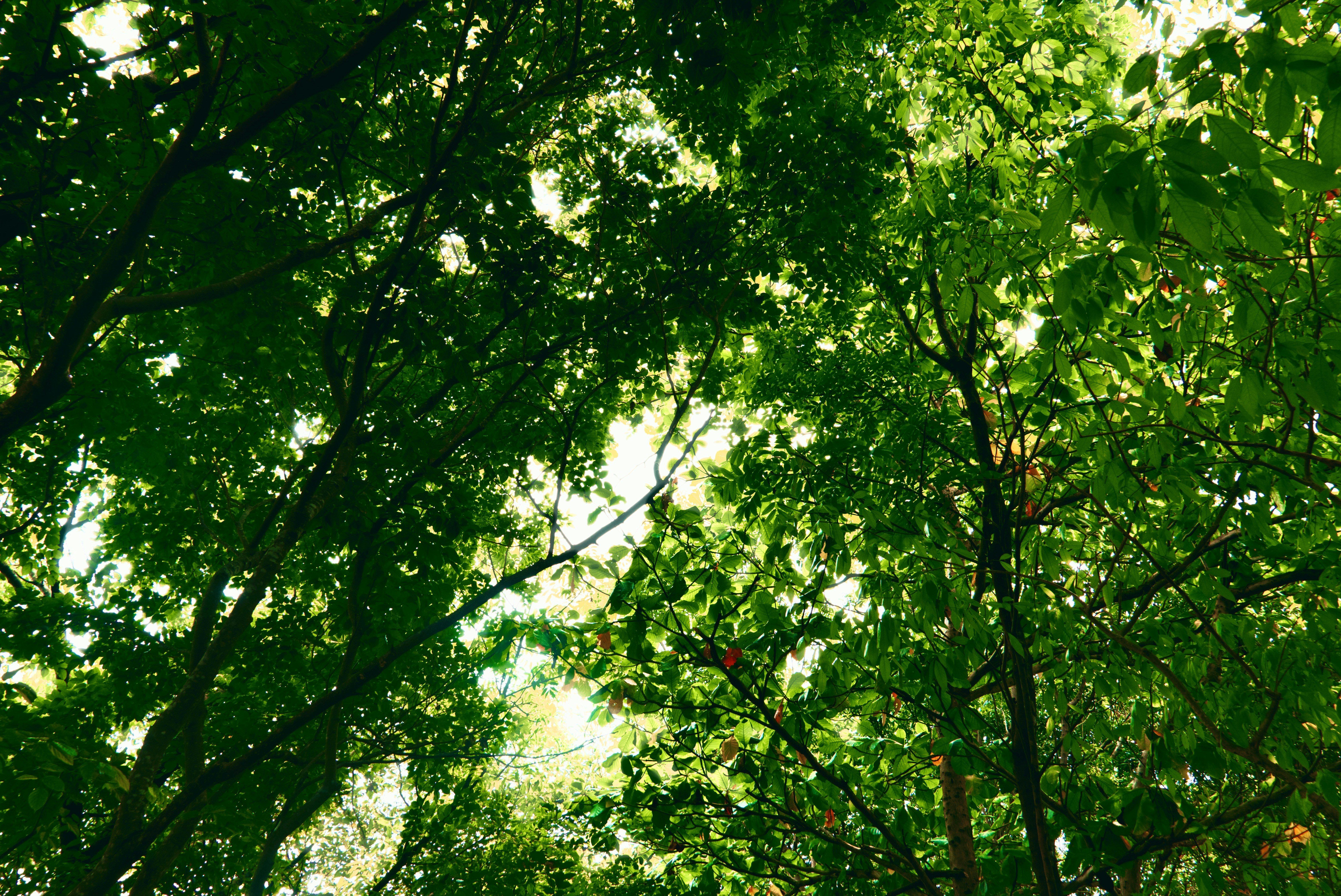 A forest filled with lots of green trees photo – Free Nature Image on ...
