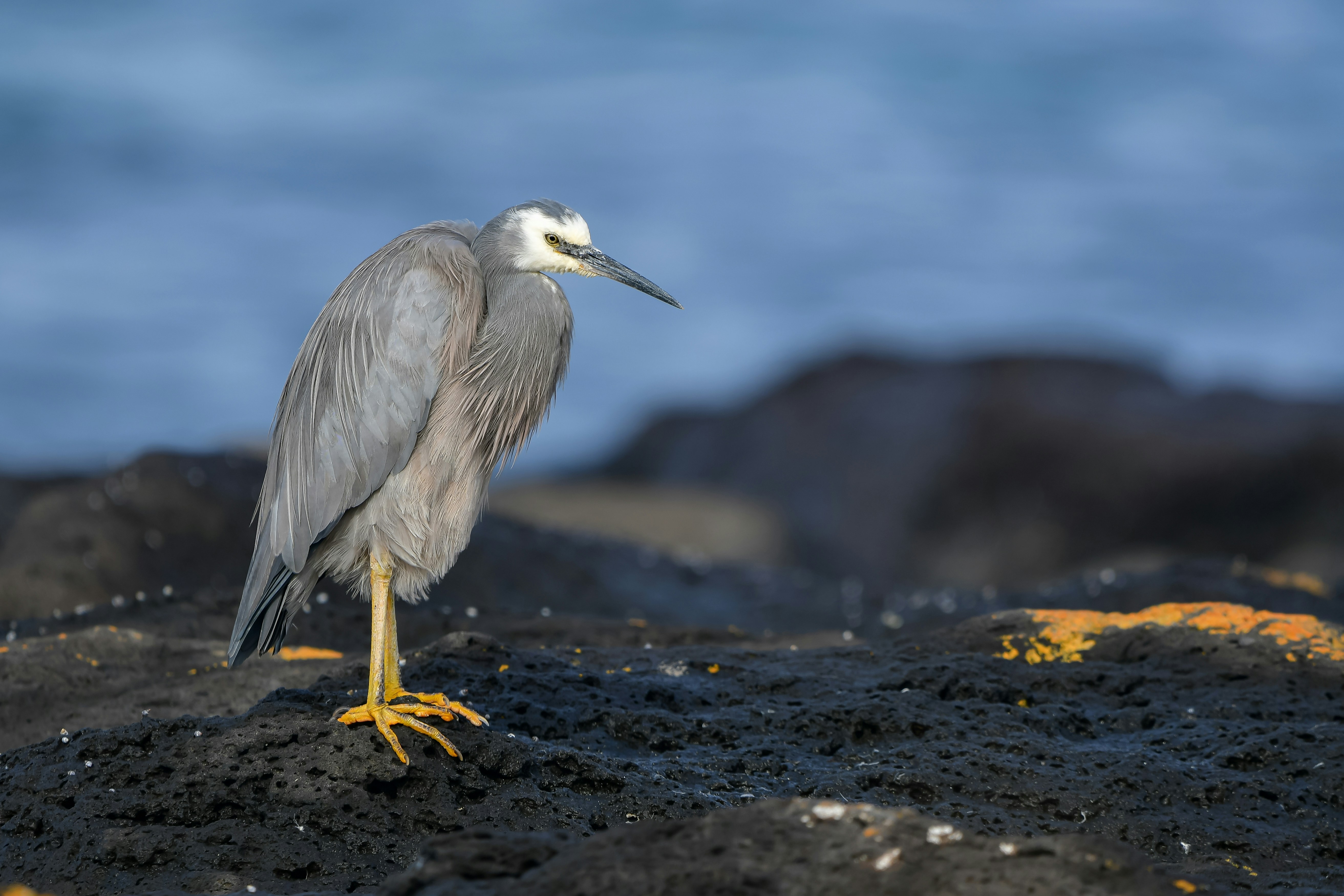 Grey Heron on Volcanic Rock, Scoping the Quiet Blue Shore