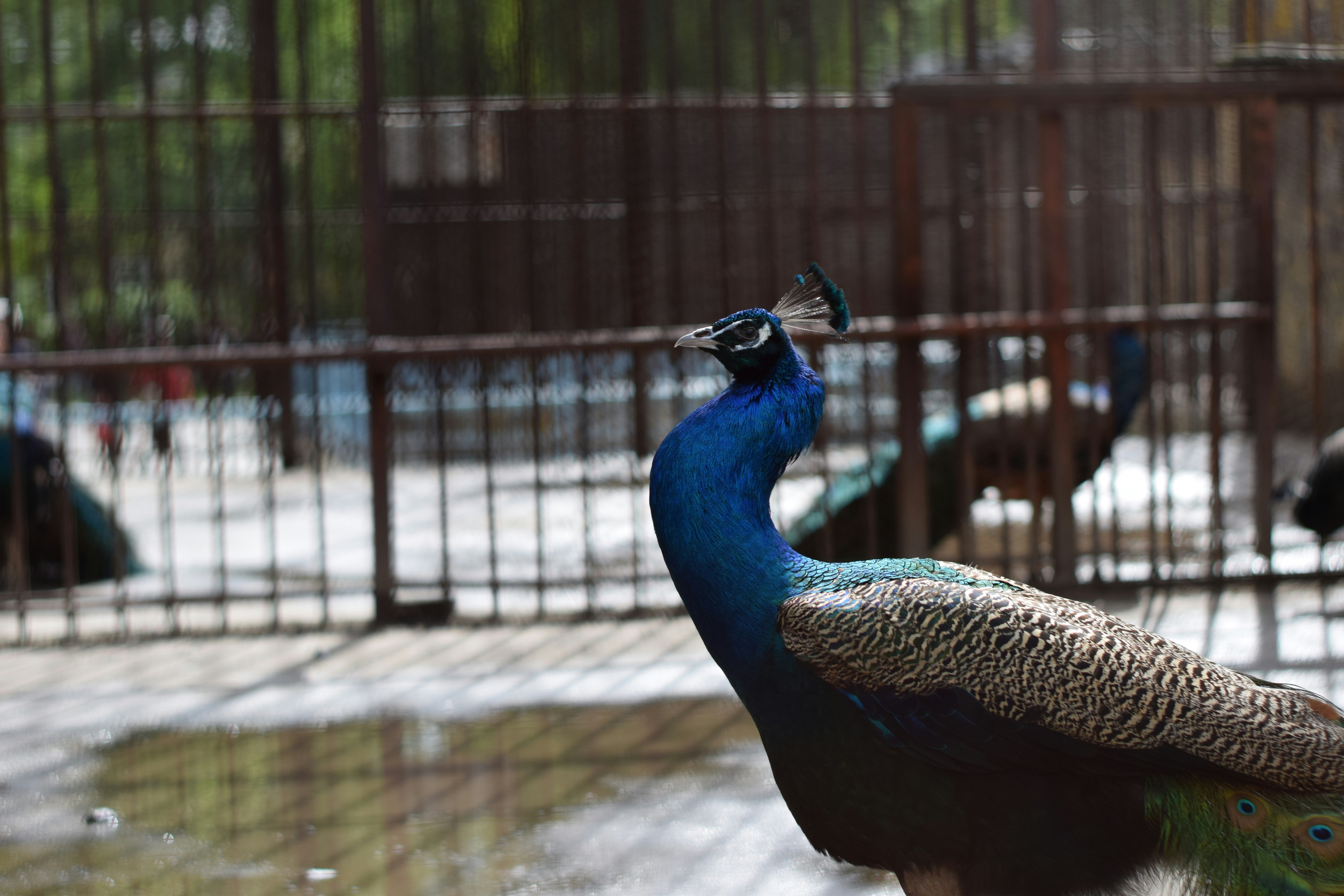 Azure Crowned Peacock Perched by a Weathered Fence in Dappled Light