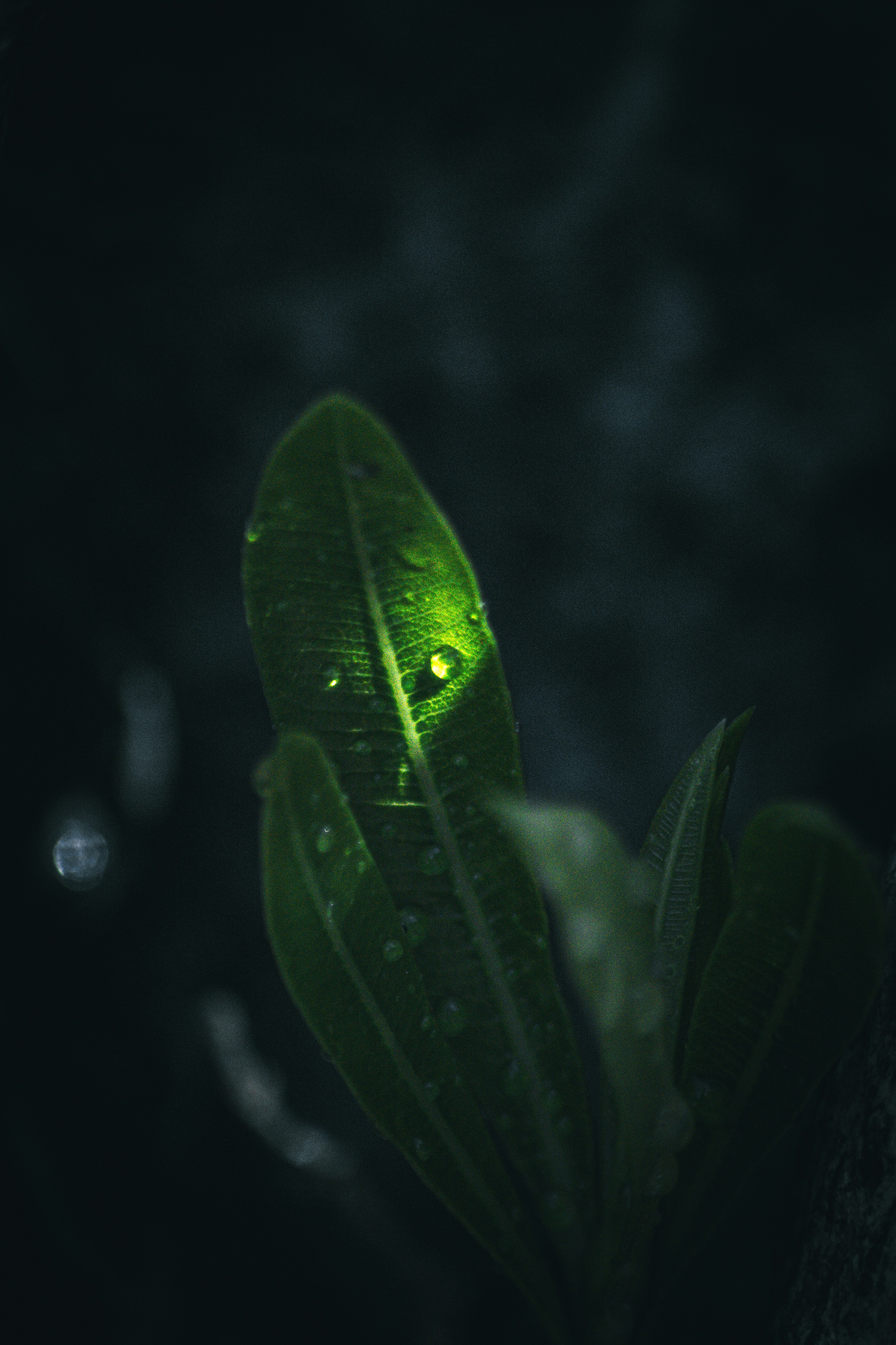 Photo by Diogo Cardoso with Sony Alpha 6000