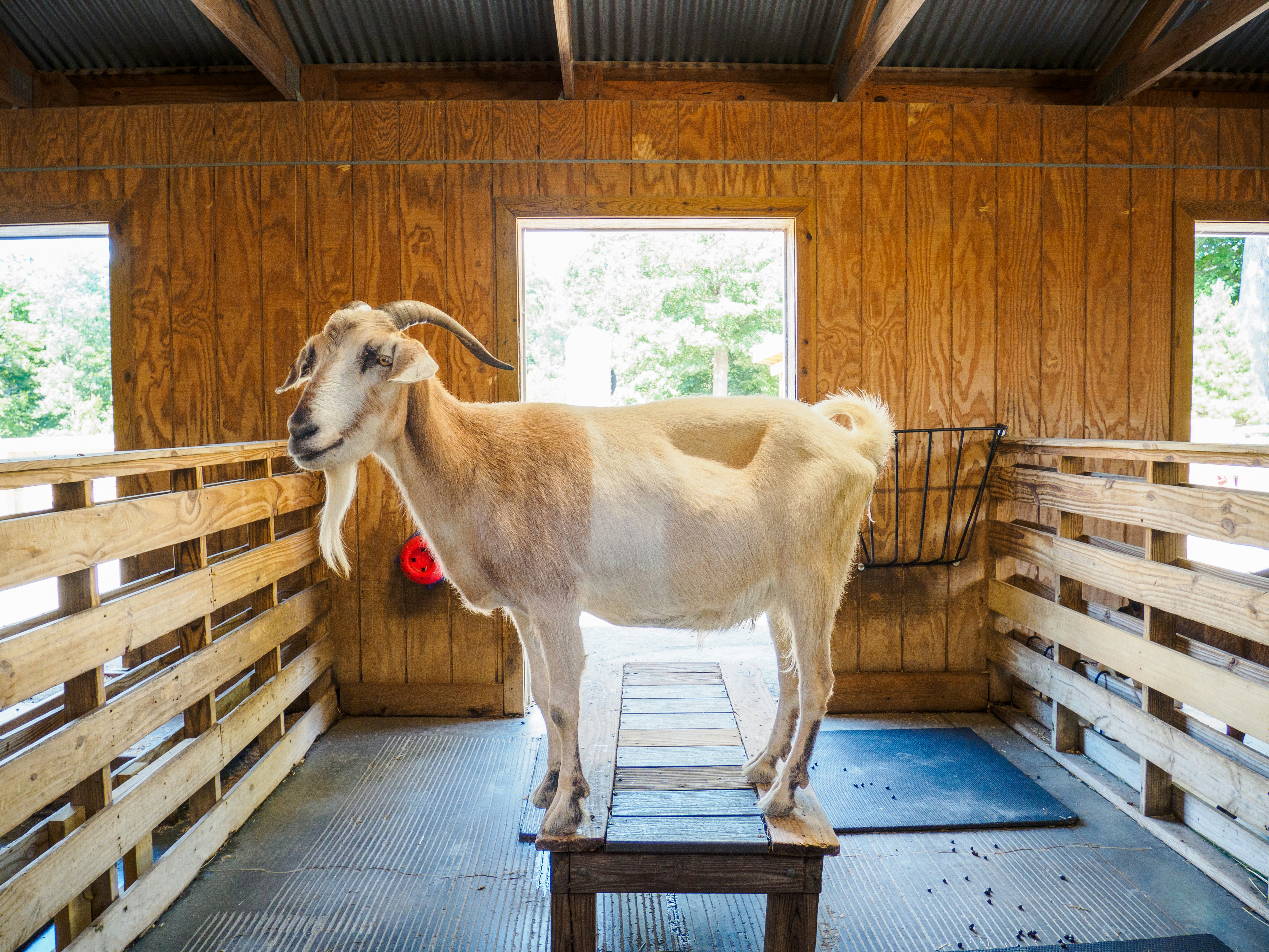A goat standing on a wooden platform in a barn photo – Free Goat Image ...