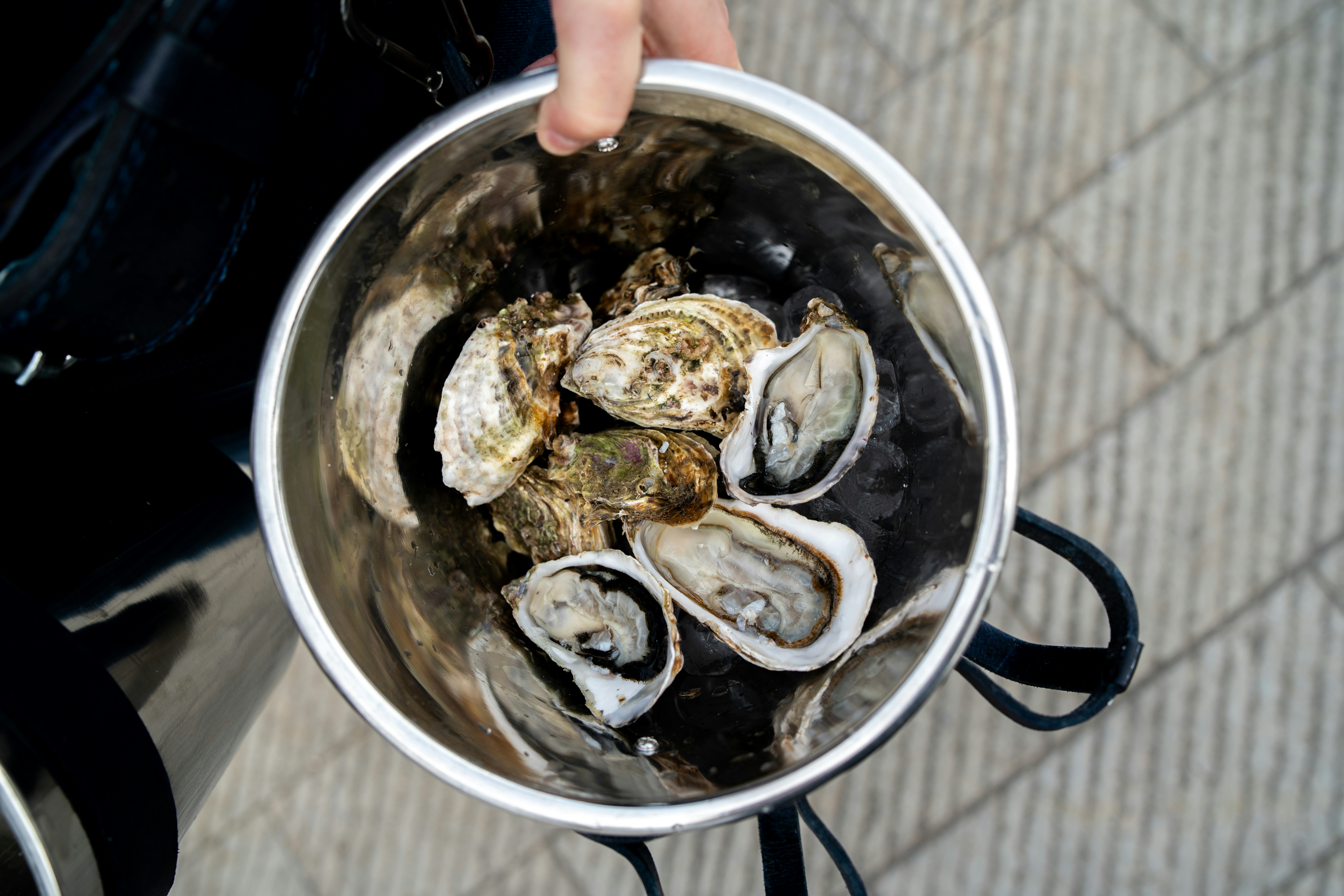 Top-Down Oyster Haul in a Stainless Bucket